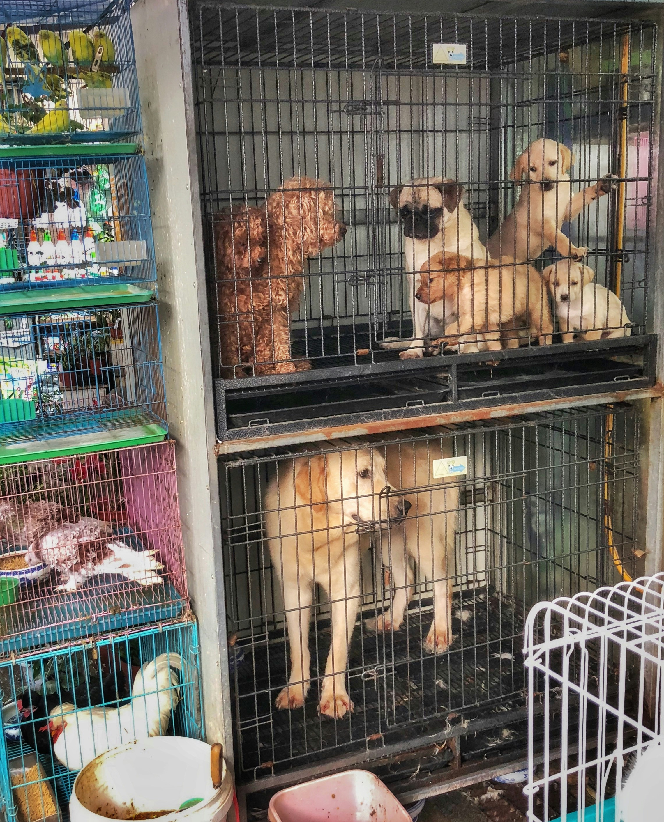 A group of dogs sitting inside of cages photo – Free Gusu Image on Unsplash