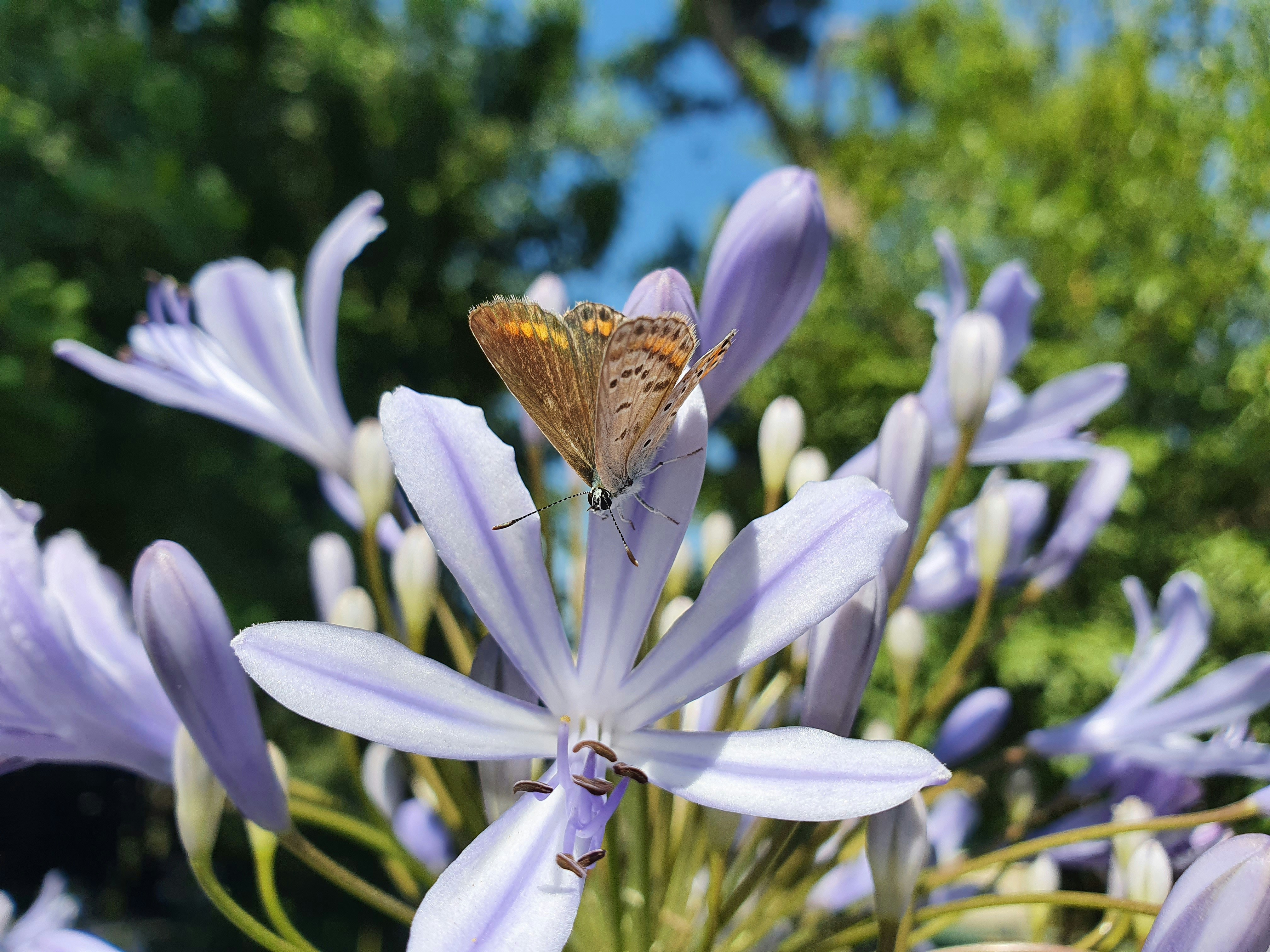 Sunlit Pause: A Butterfly on Pale Lavender