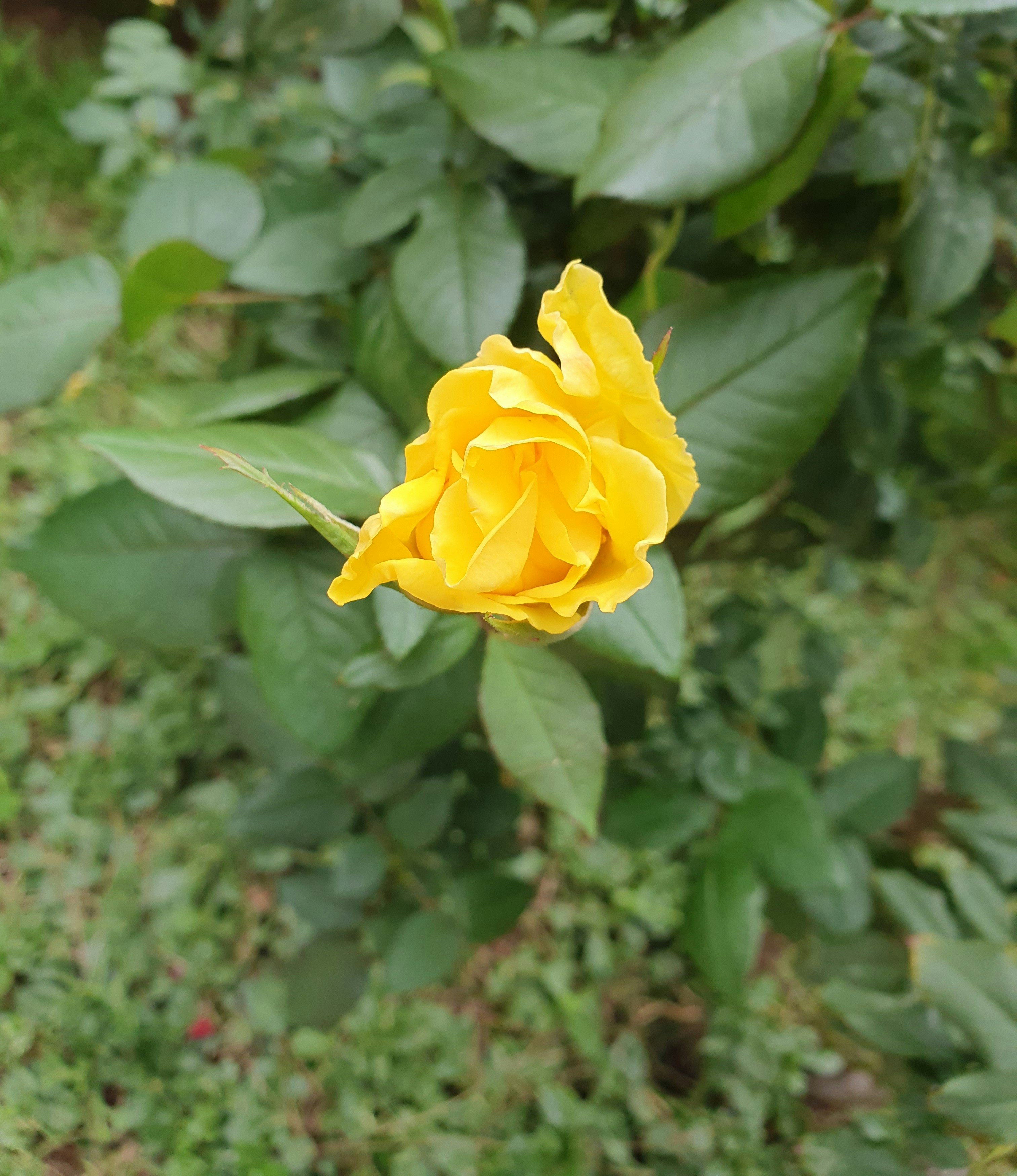 a yellow rose is blooming in a garden