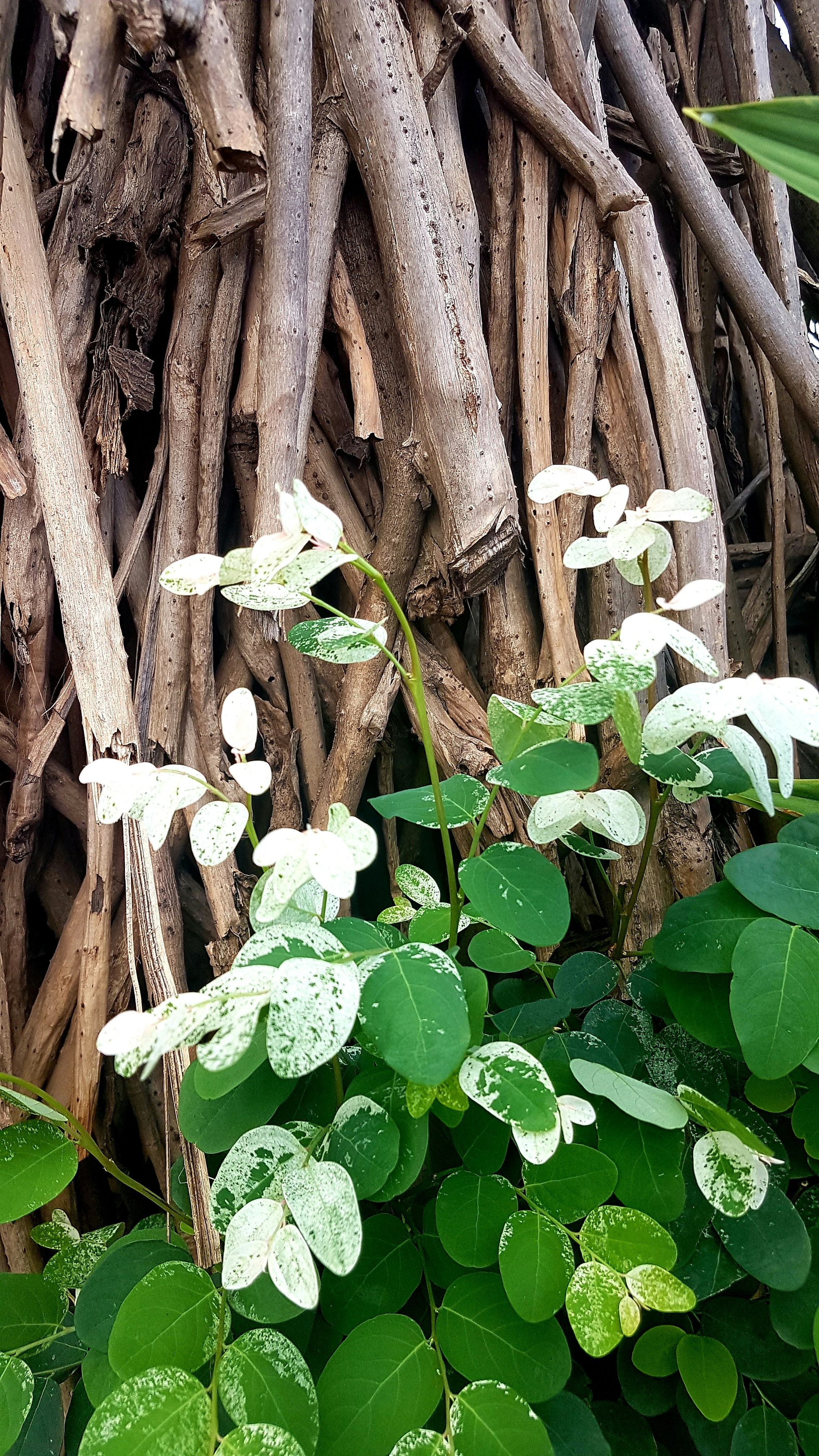 Variegated Foliage Reclaims Weathered Wood