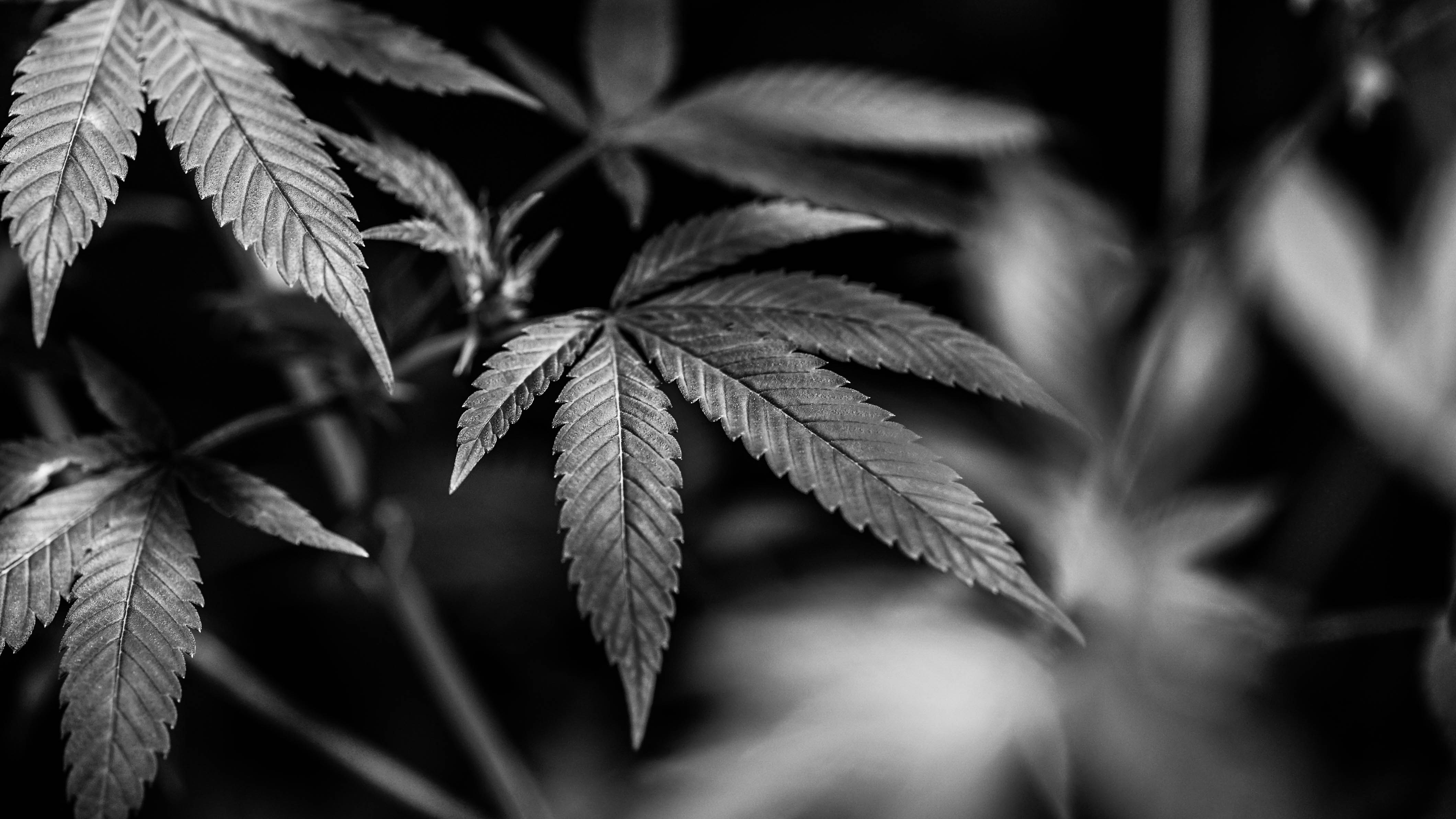 Midnight Palmate: Close-Up of Serrated Foliage in Mono