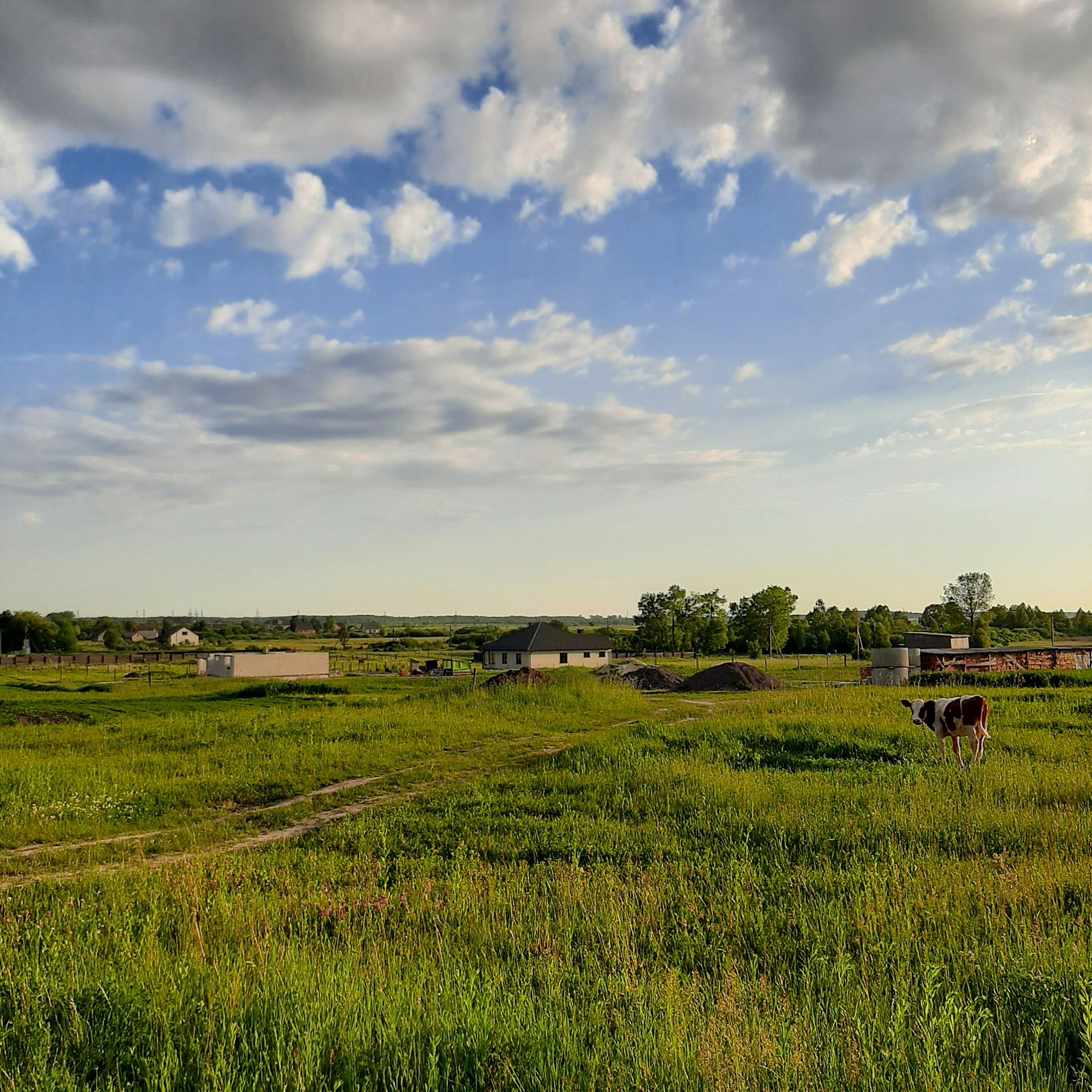 A serene rural landscape featuring a cow grazing in a lush green field, with distant houses and a blue sky dotted with clouds.