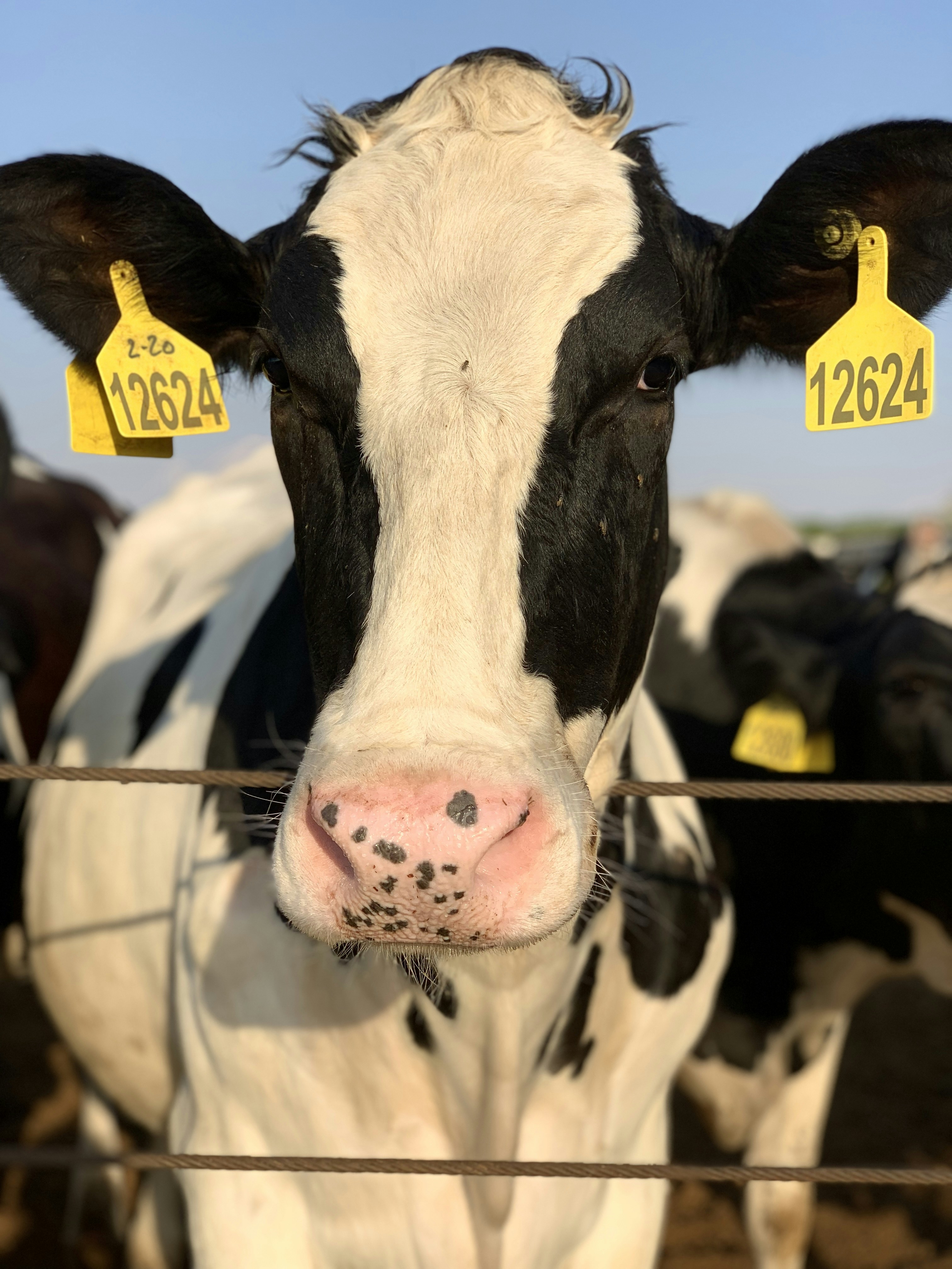 Front-Row Holstein Portrait: Yellow Tags and Direct Gaze
