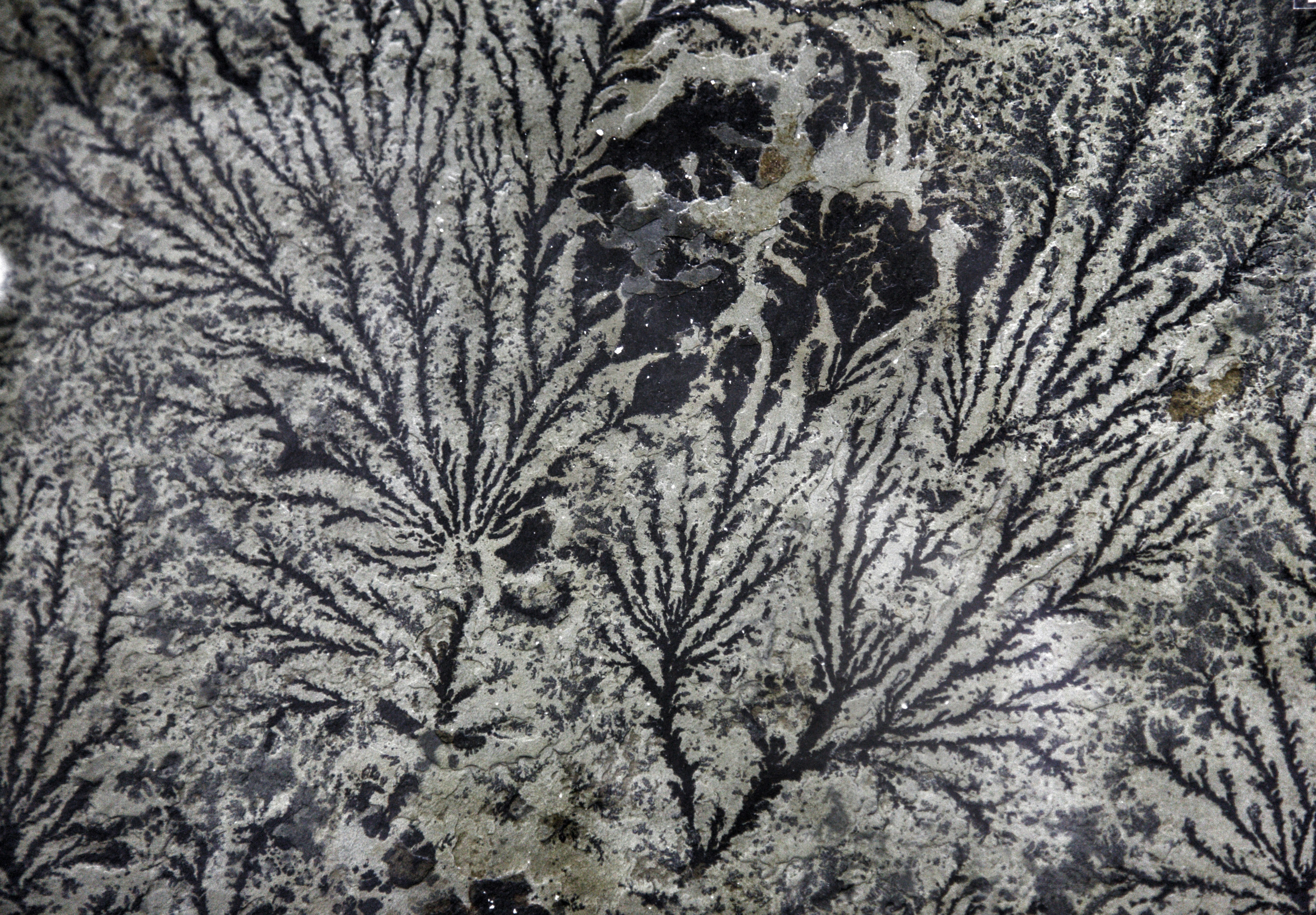 Branching Shadows: Close-Up of Lichen Veins on Weathered Stone