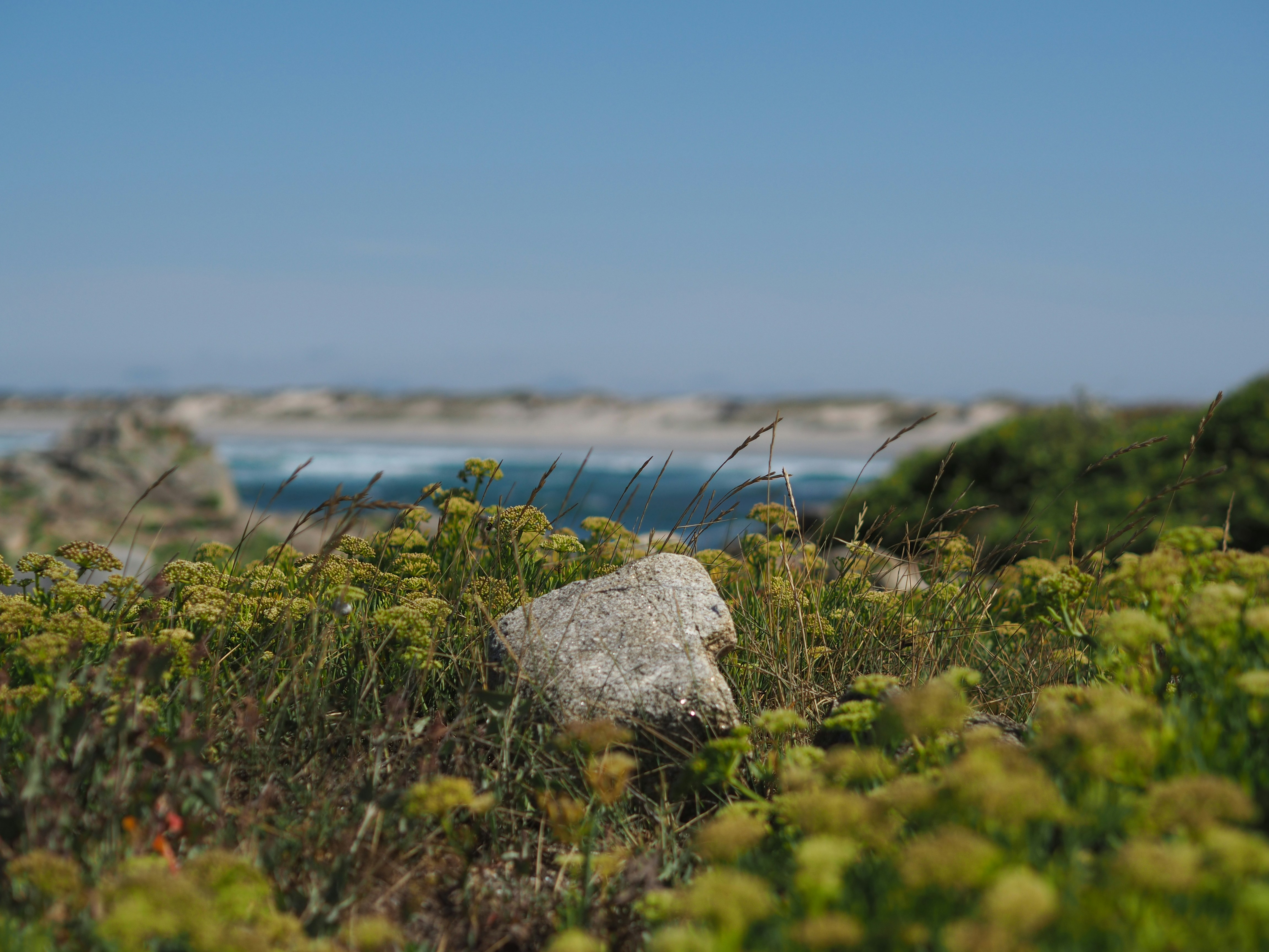 A smooth stone nestled among vibrant green foliage, overlooking a serene coastal landscape. The scene captures the essence of natural harmony.