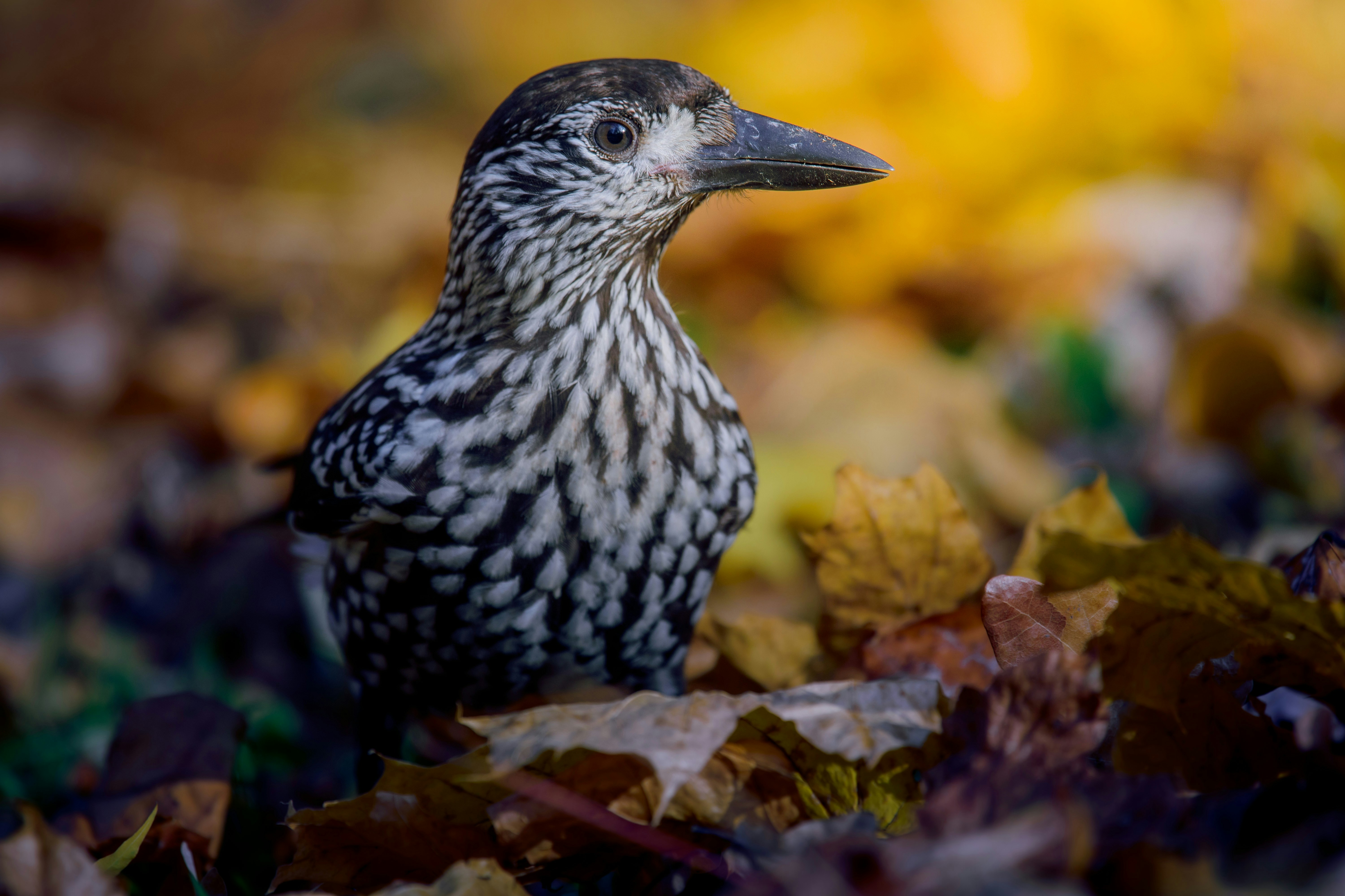 Spotted Nutcracker, bird, bird watching, wild nature, autumn, yellow, wild life
✓ follow me on Instagram: instagram.com/dkomov
✓ downloads more in my site: dkomov.com