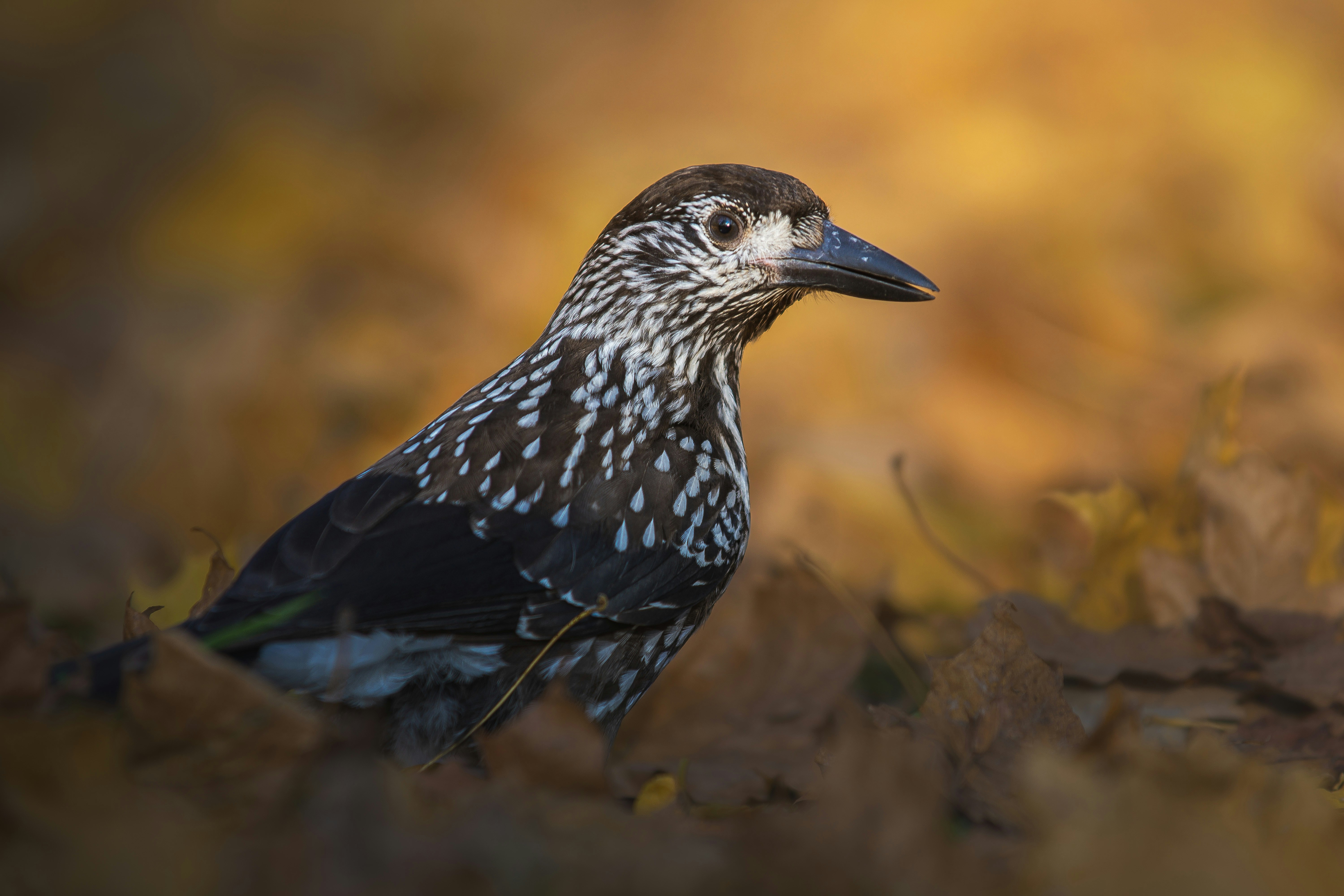 Spotlit Spotted Nutcracker: Portrait of a Bird Amid Autumn Leafs