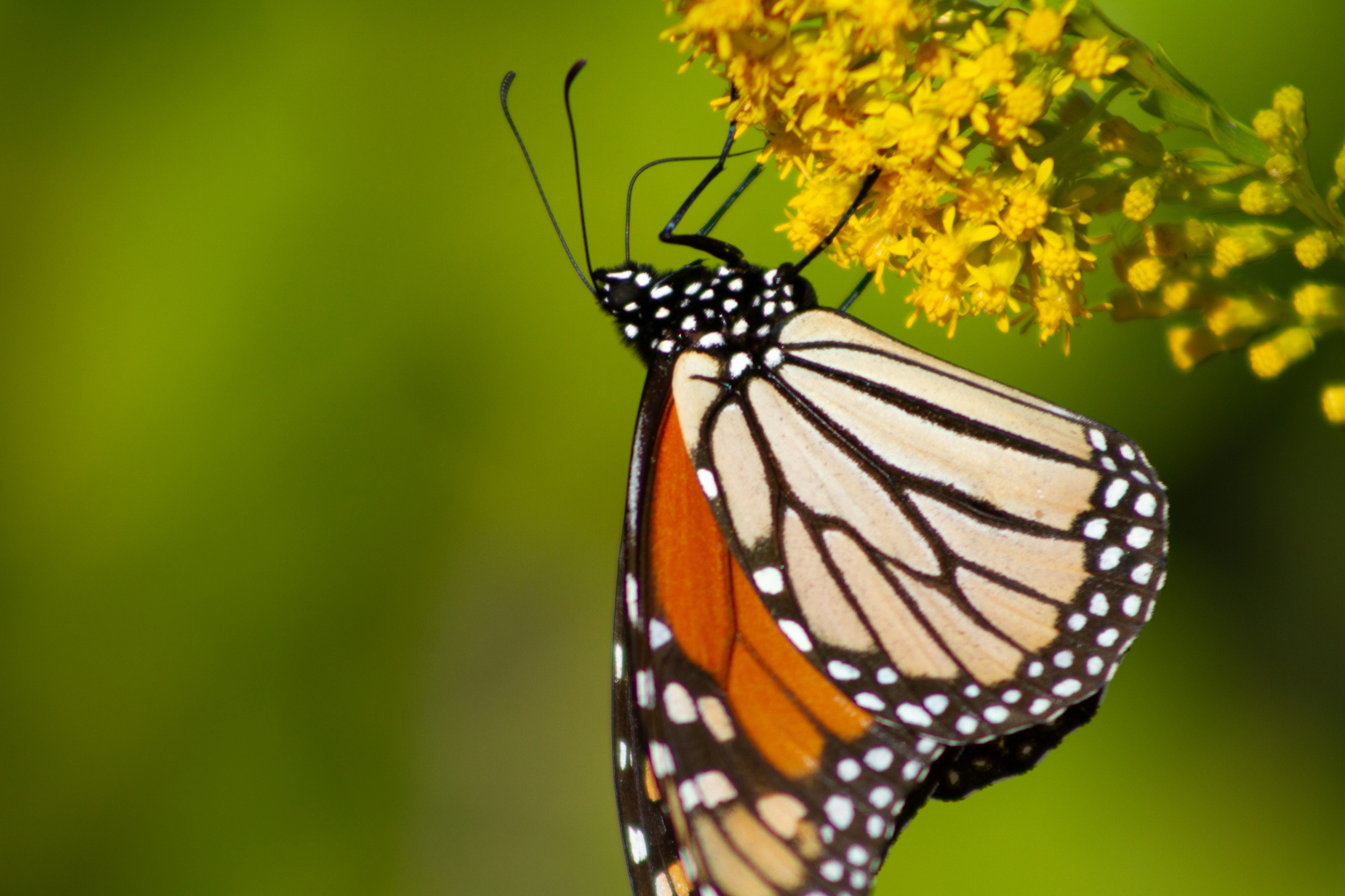 Monarch butterfly perched on vibrant yellow flowers, showcasing its intricate wing patterns against a soft green background.