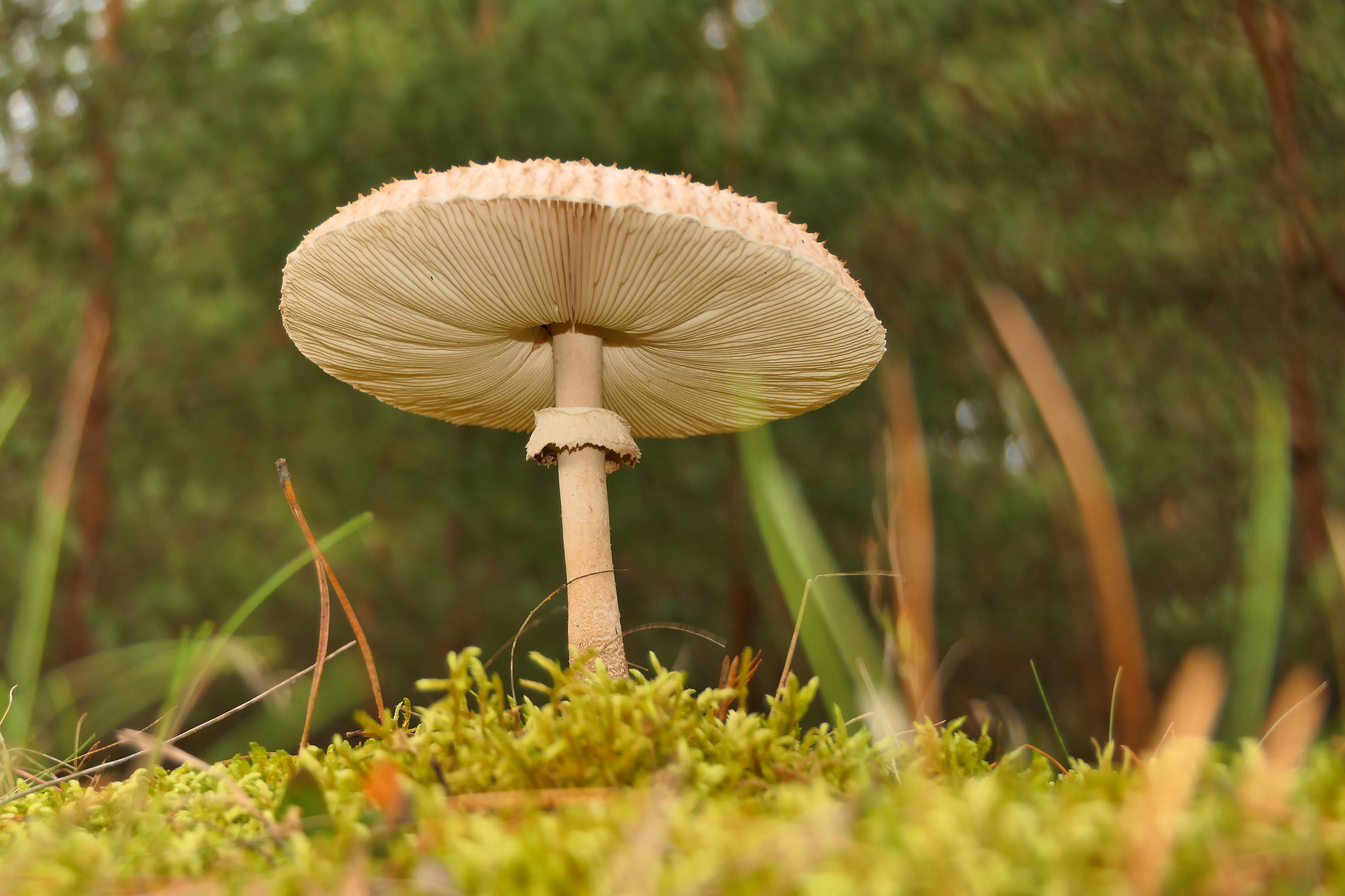 A large mushroom stands tall on a bed of moss, showcasing its intricate gills and natural beauty in a serene forest setting.