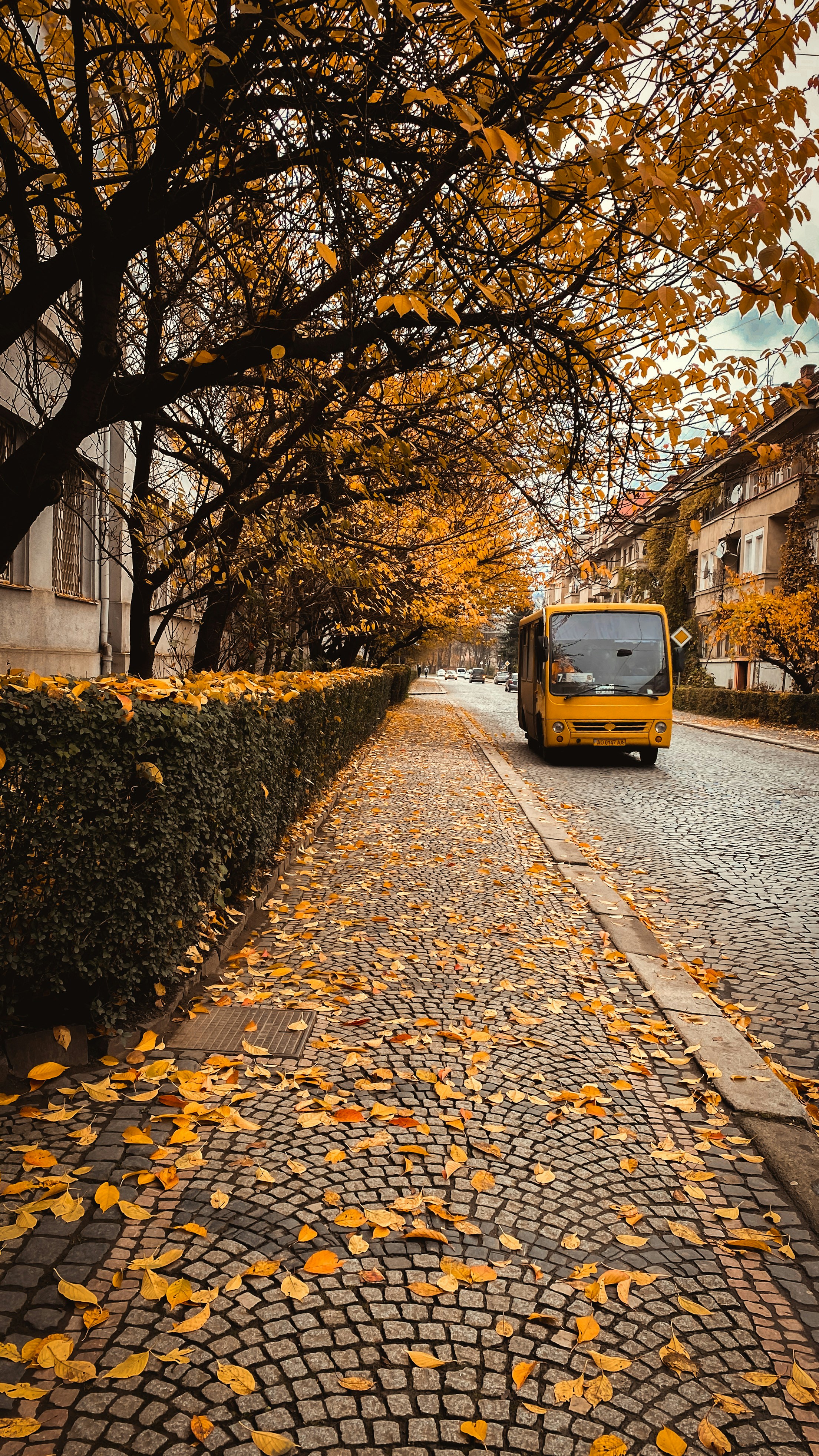 Amber Bus on a Cobblestone Avenue Amid Autumn Foliage