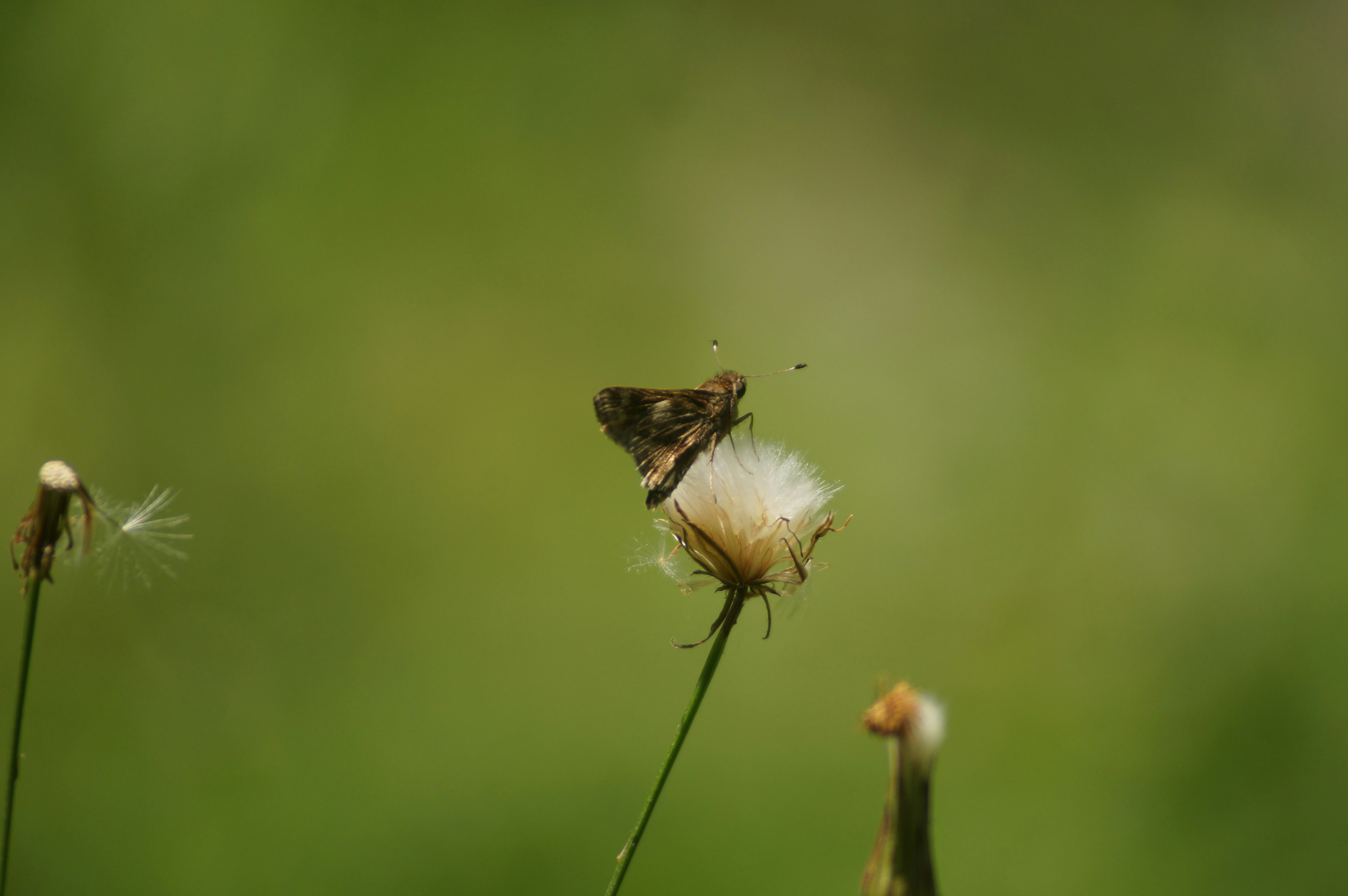 a small brown and white butterfly sitting on a dandelion