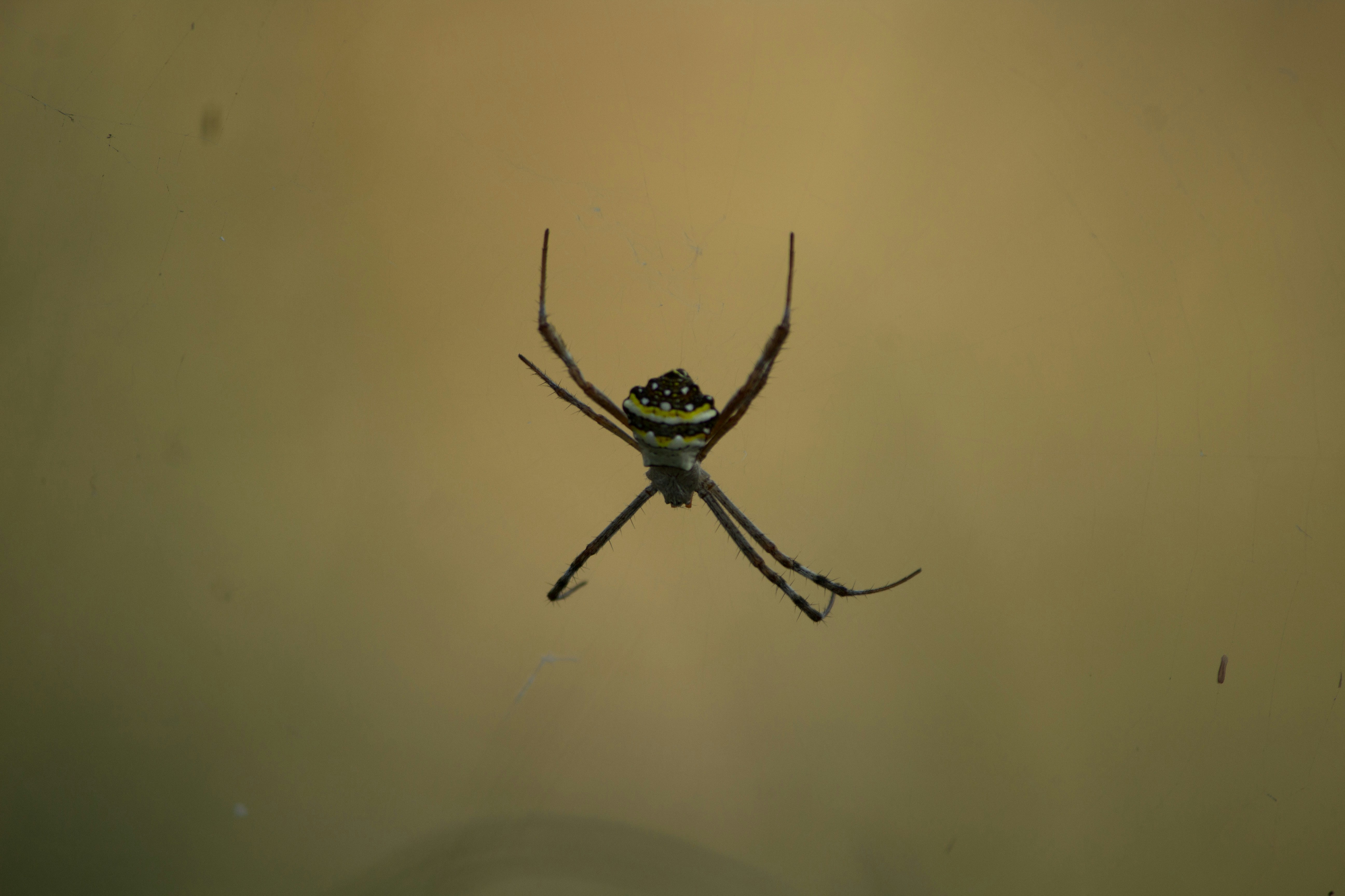Centered Arachnid on Silky Web in Warm Field Light