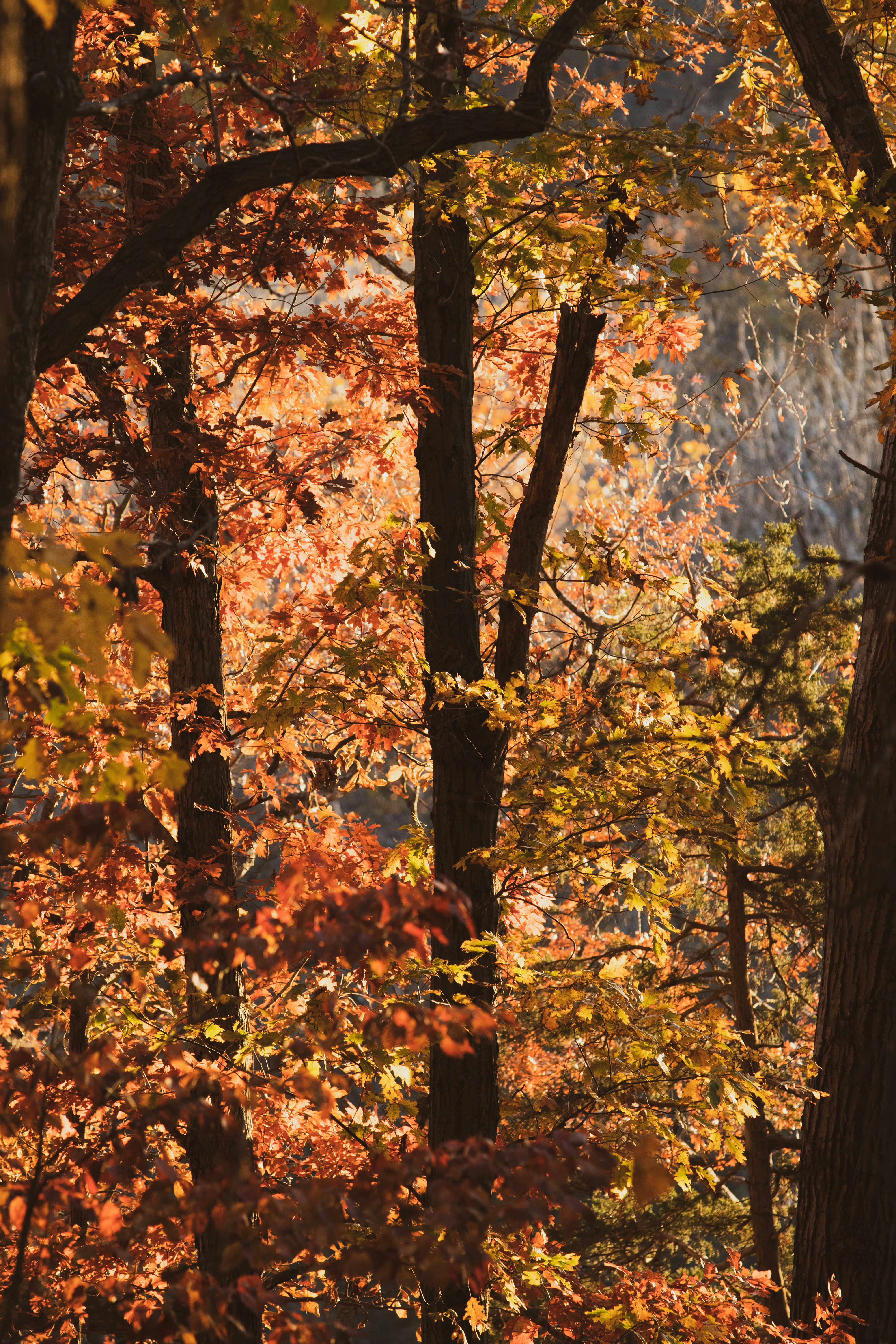 A forest filled with lots of trees covered in fall leaves photo – Free ...
