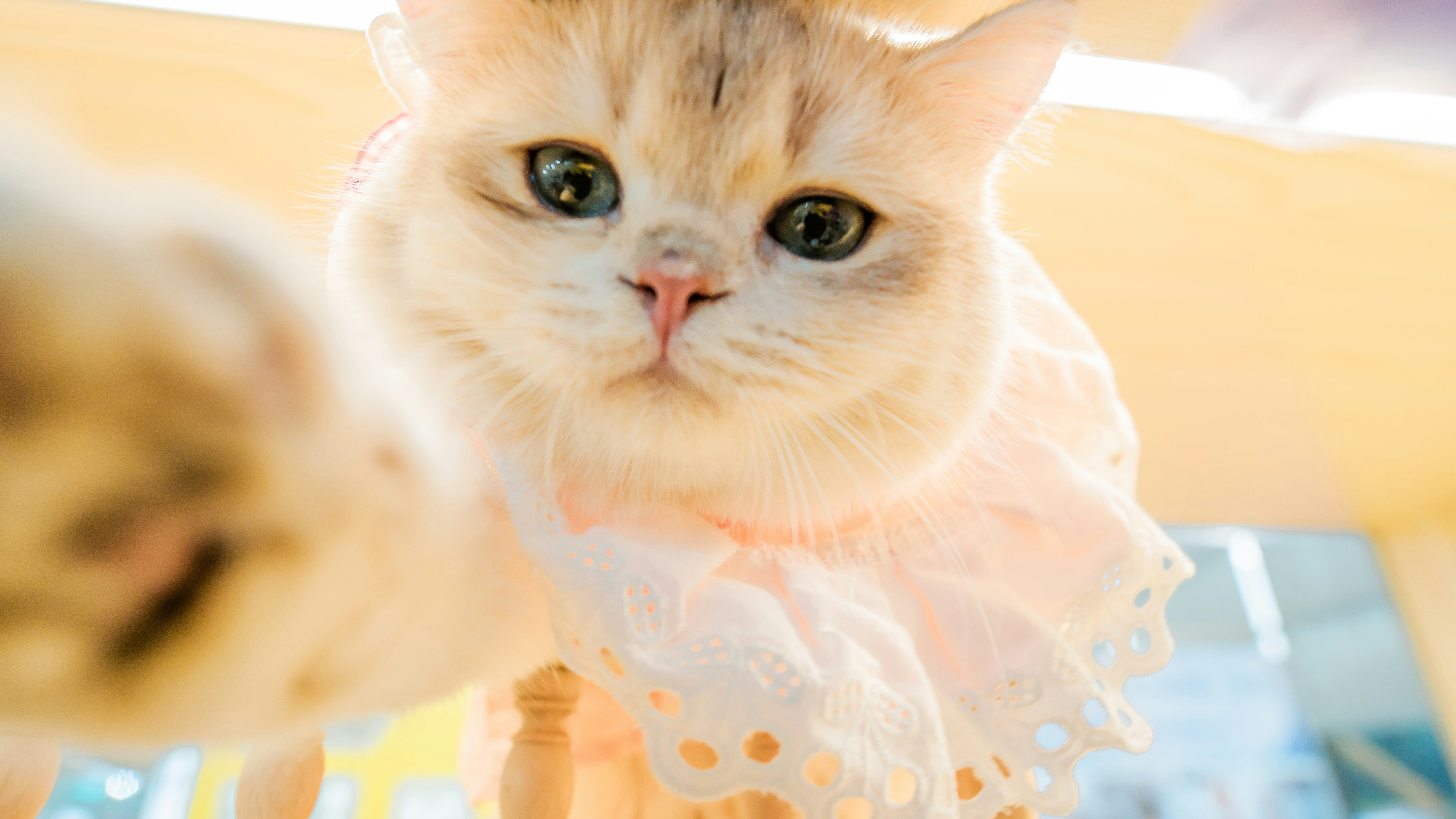Hello Kitty Pfp Cute Pictures | Download Free Images on Unsplash