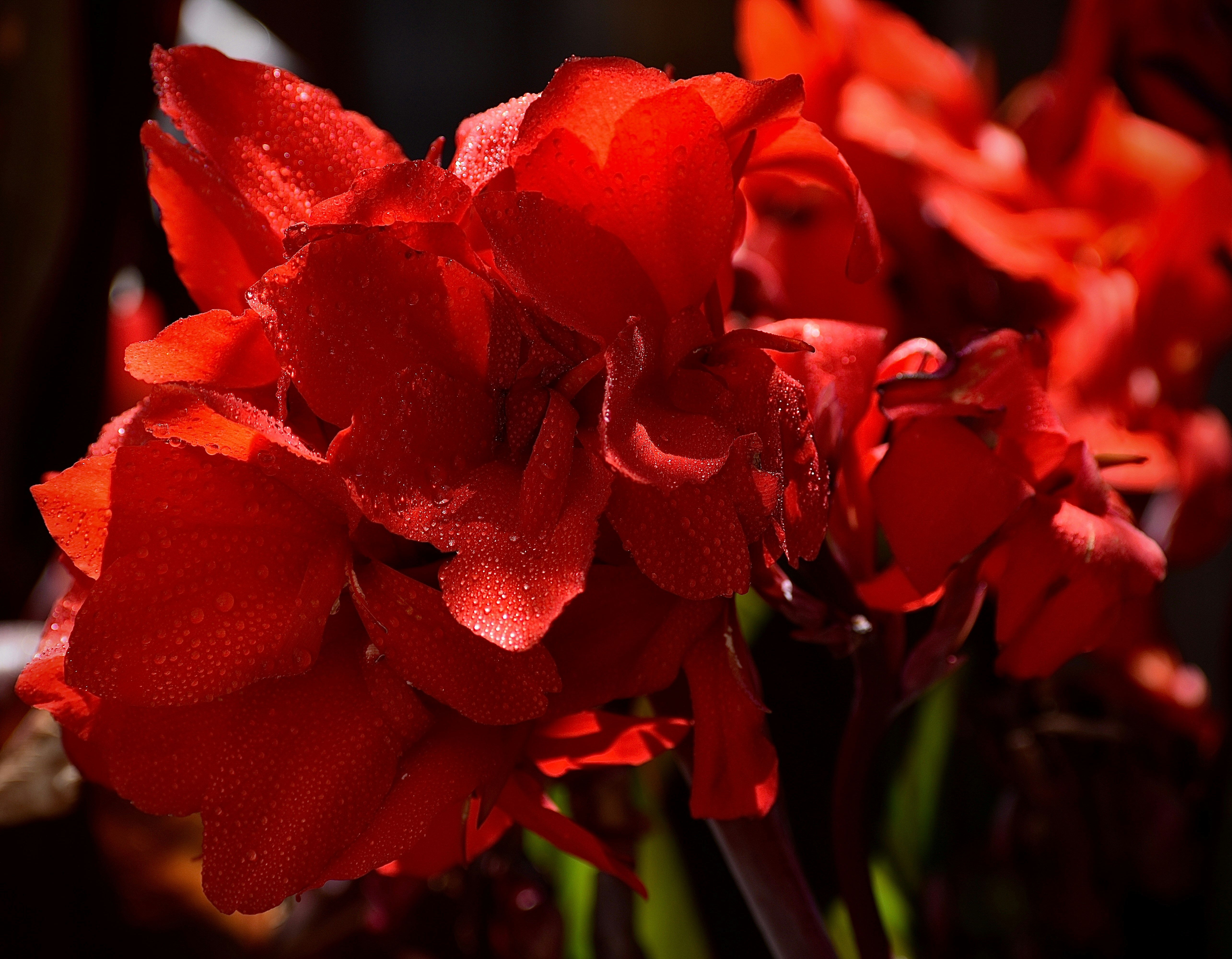 Close up wet, red canna lily  
