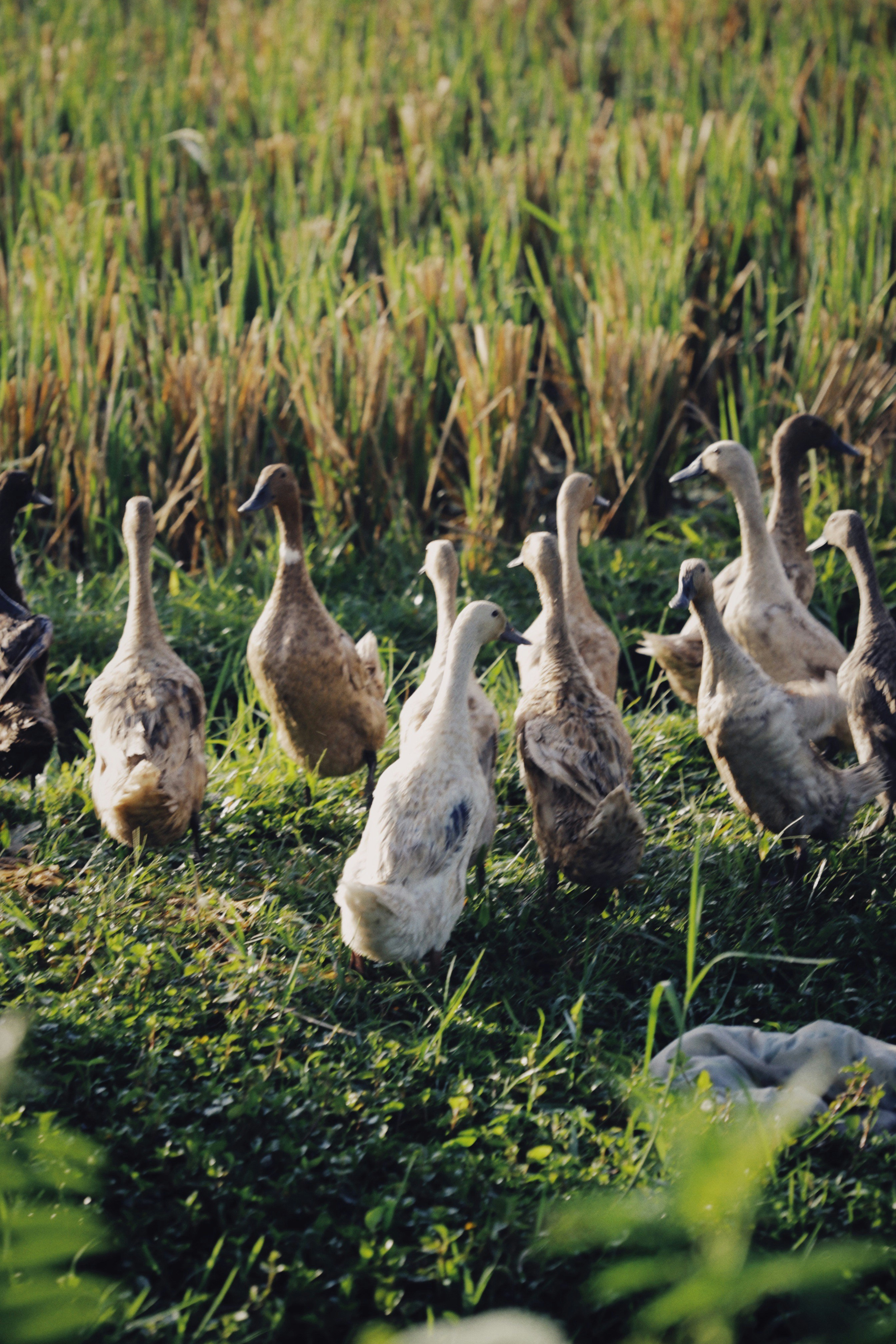 A flock of geese standing on top of a lush green field photo – Free ...