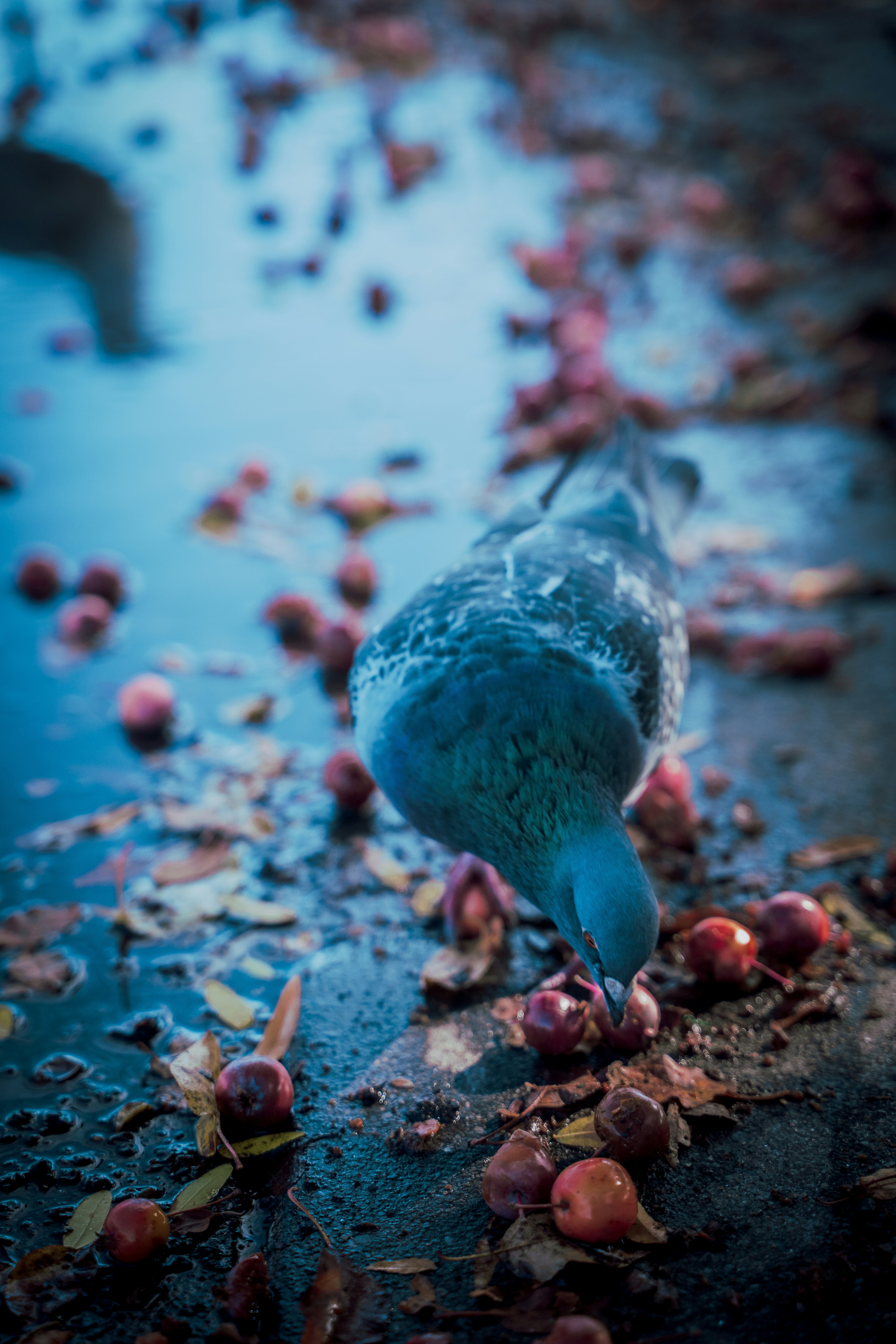 a blue bird eating fruit on the ground