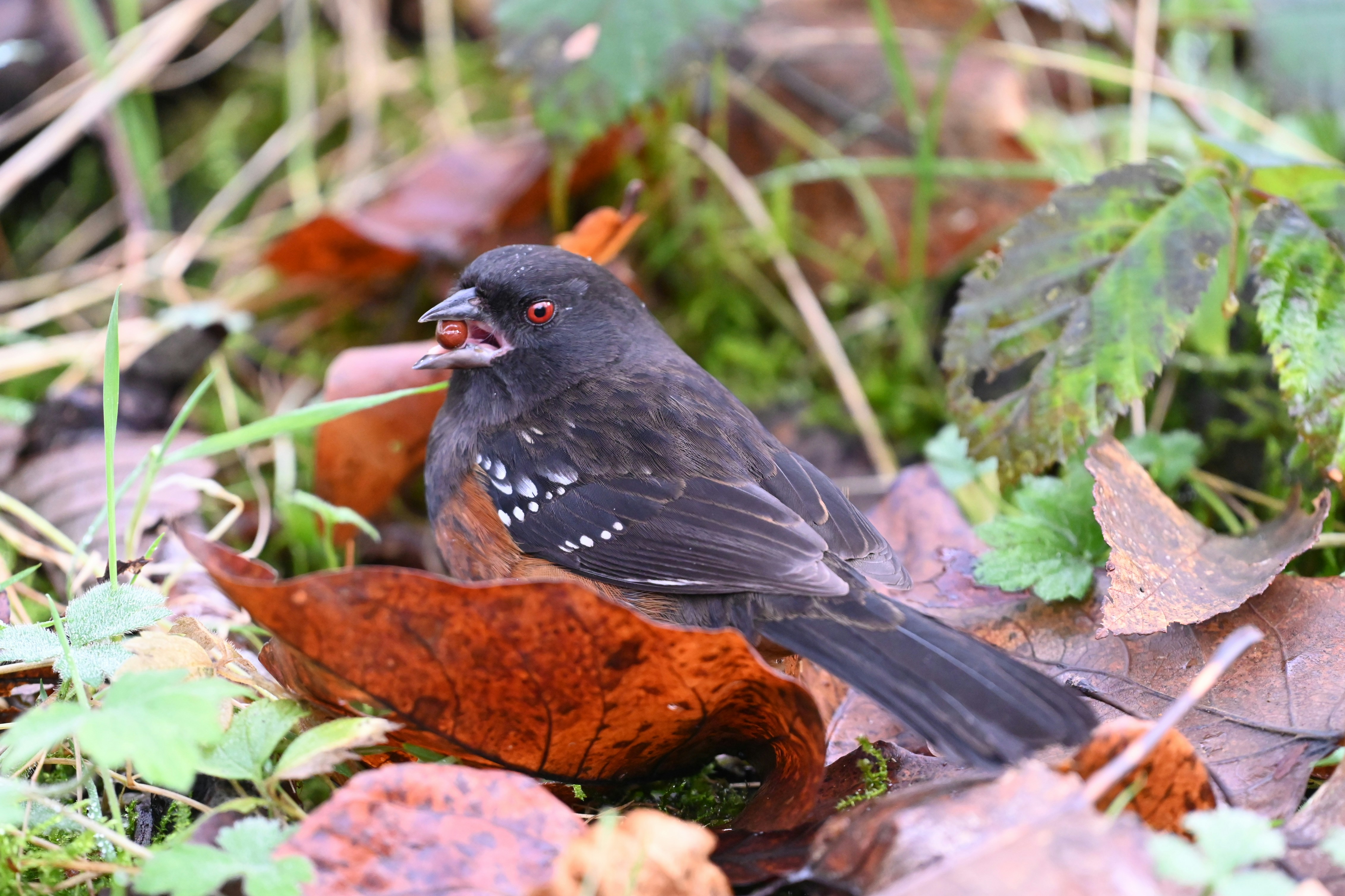 Spotted towhee perched among fallen leaves, savoring a berry.