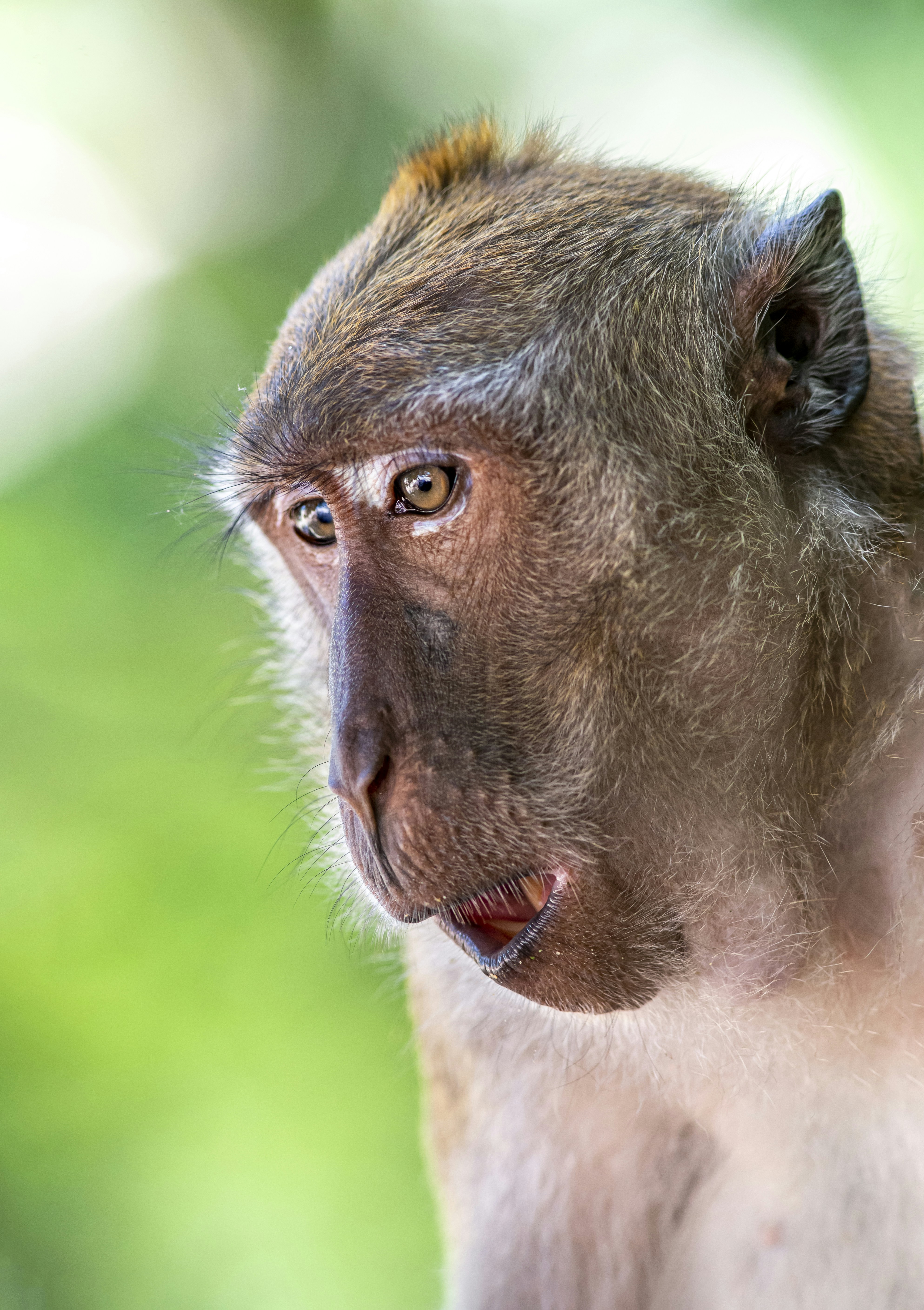 A close up of a monkey with a blurry background photo – Free Ao nang ...