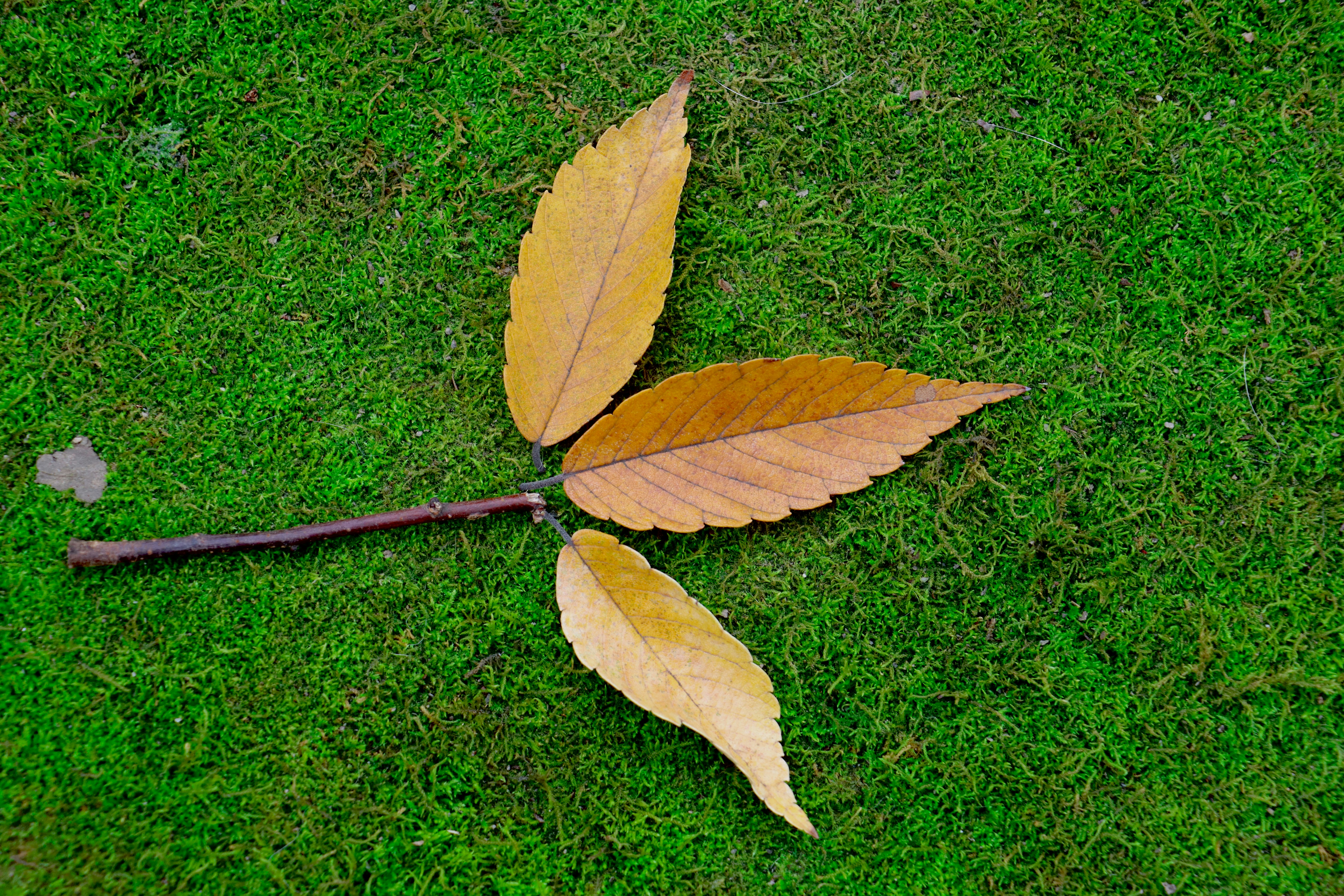 a single leaf laying on the ground in the grass