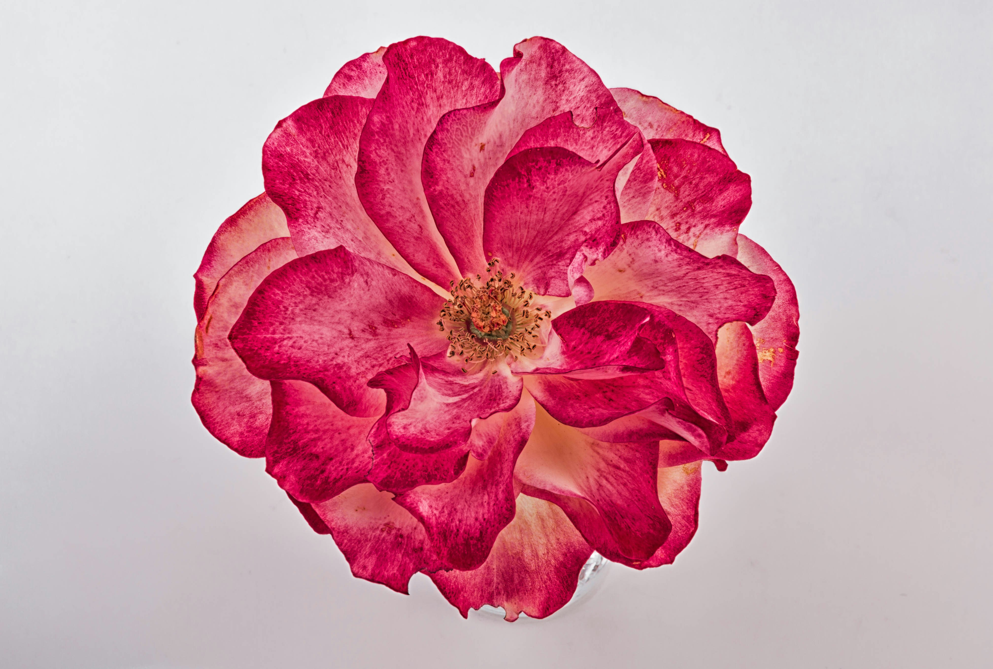 Rosy Bloom Center Court: A single pink petaled bloom against pale backdrop