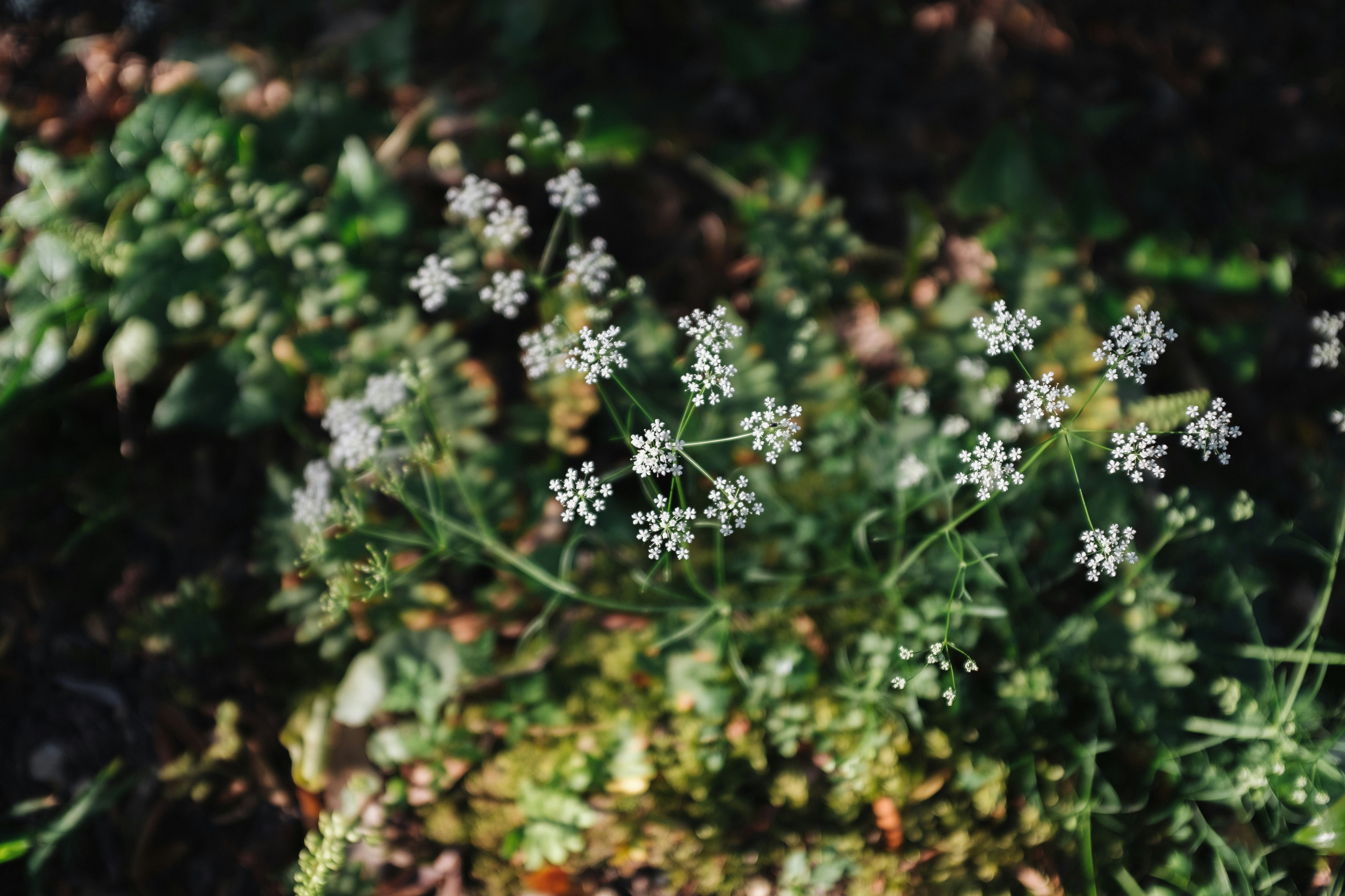 Snowy umbels in a sunlit meadow