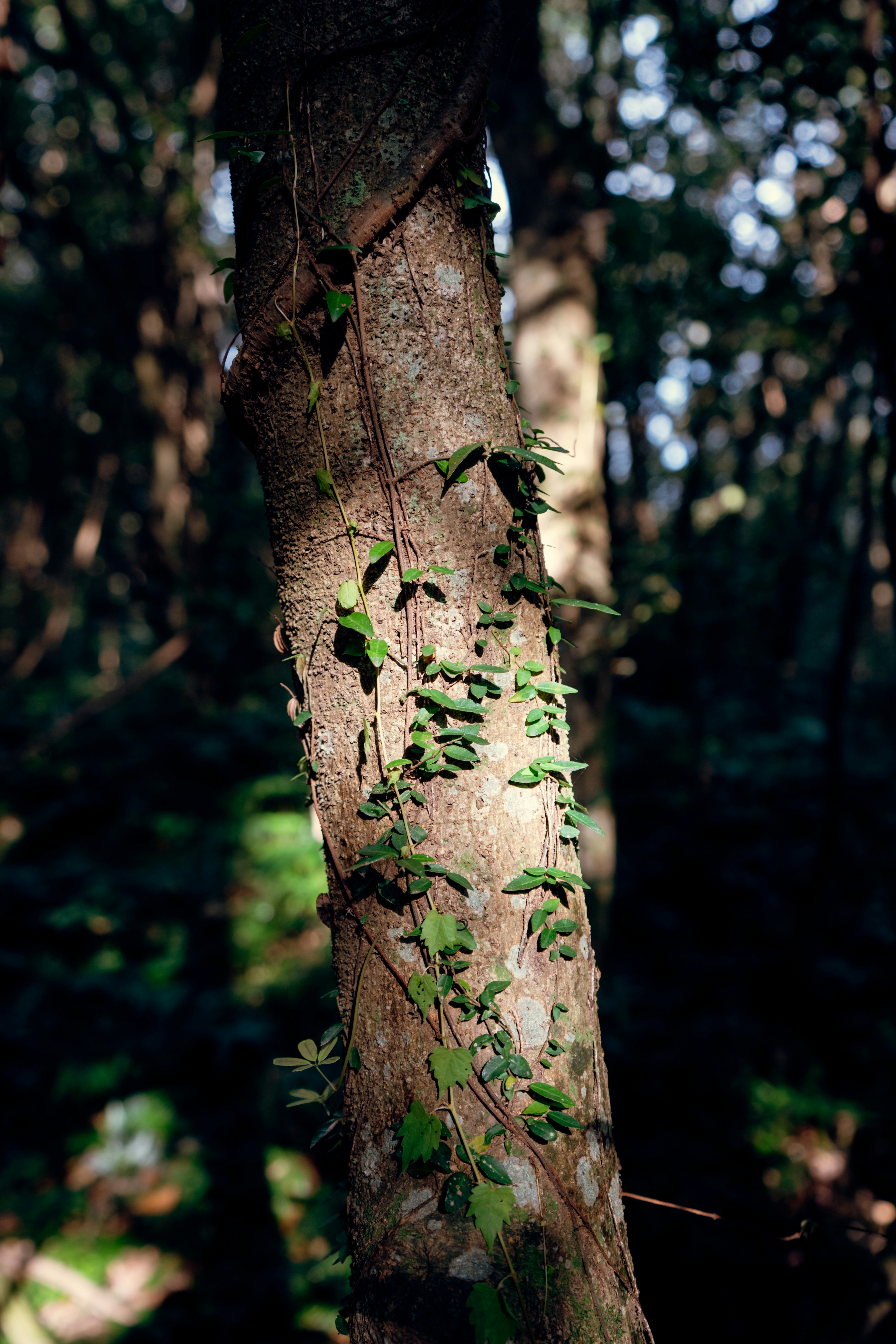 A tree with vines growing on it in the woods photo – Free Jeju Image on ...