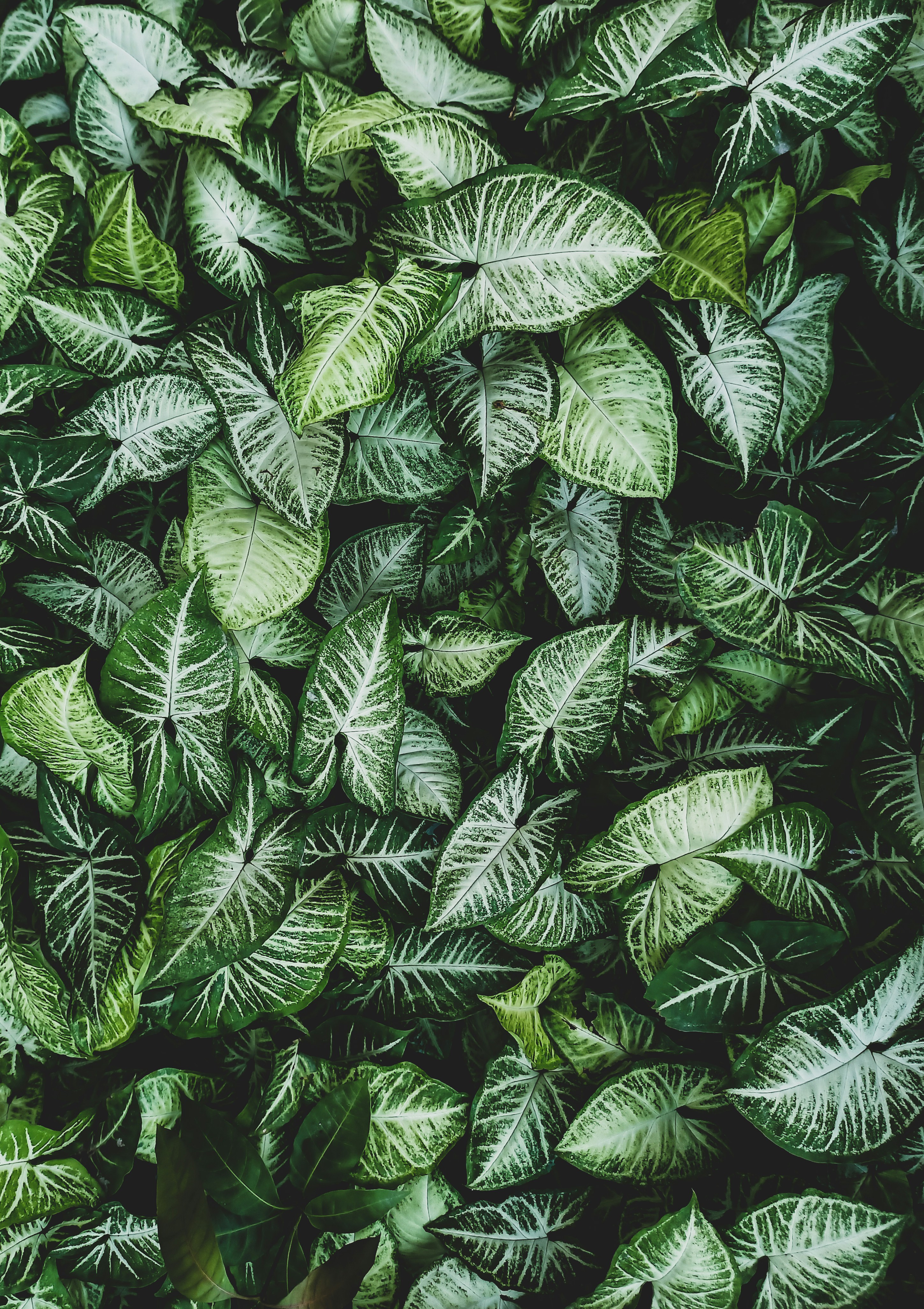 Anupam Roy (@anupamroy) | Unsplash Photo Community