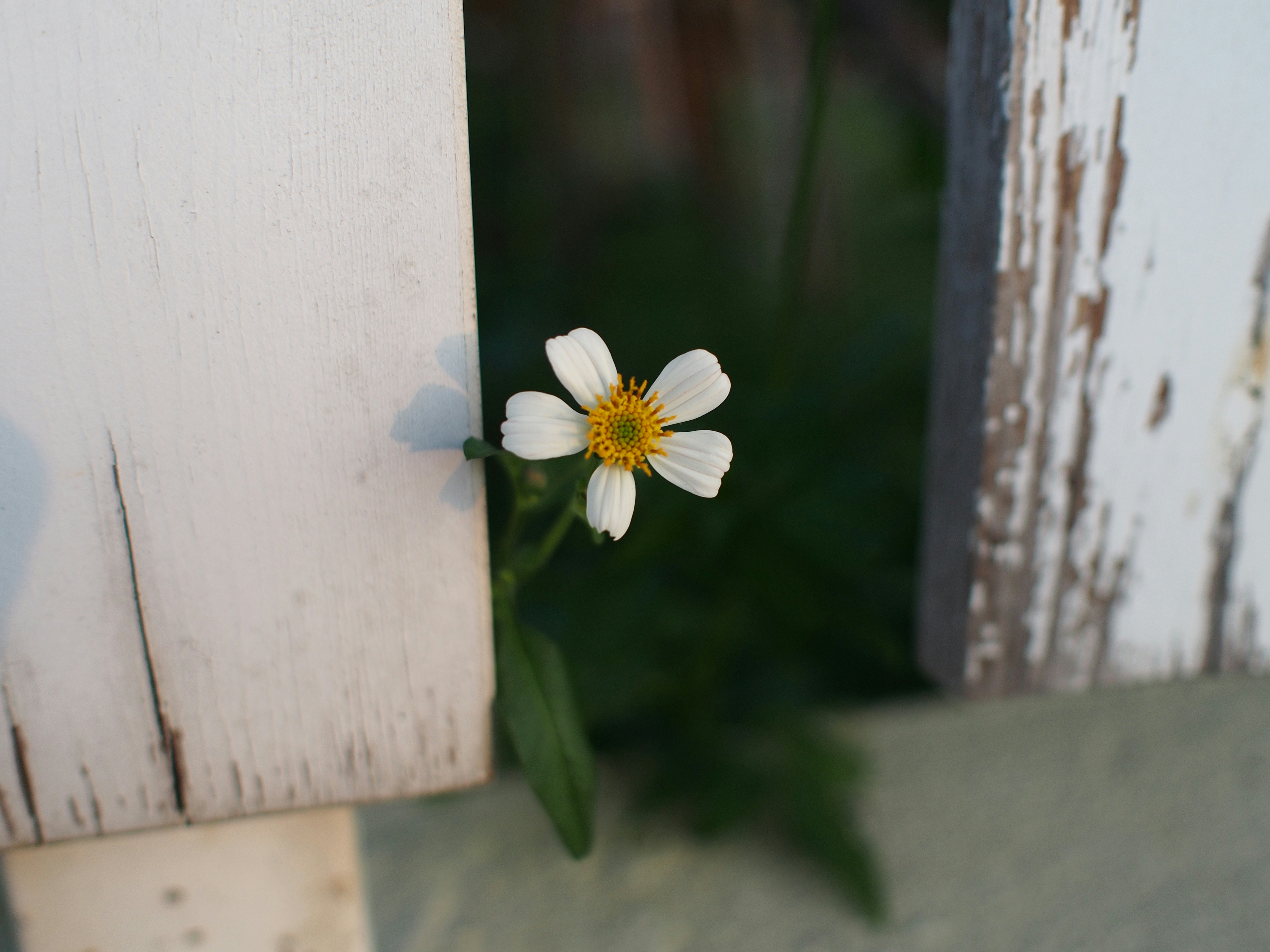 Whispering Daisy Between Weathered White Planks