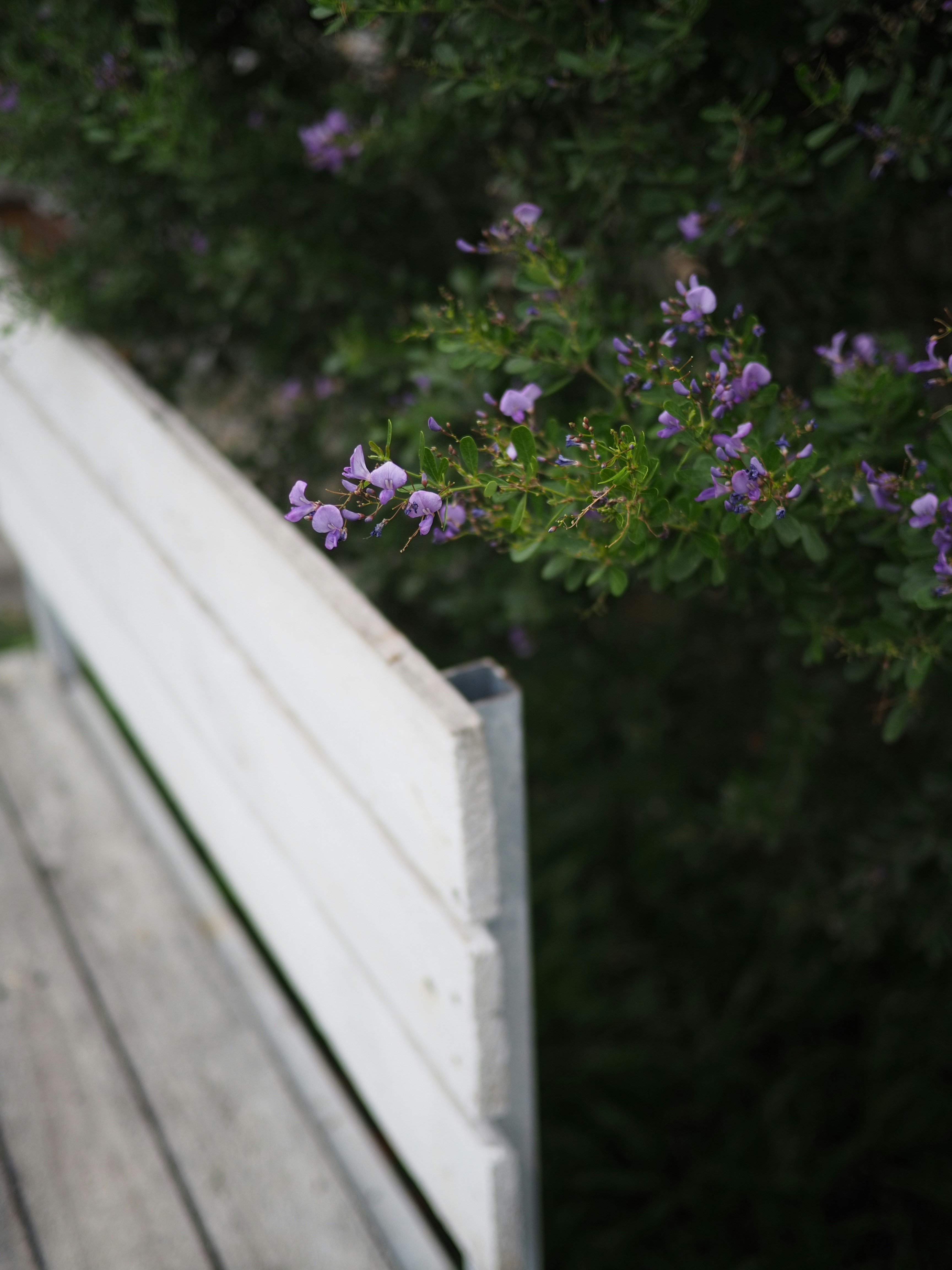 Lilac Fringe Over a Weathered Deck Rail