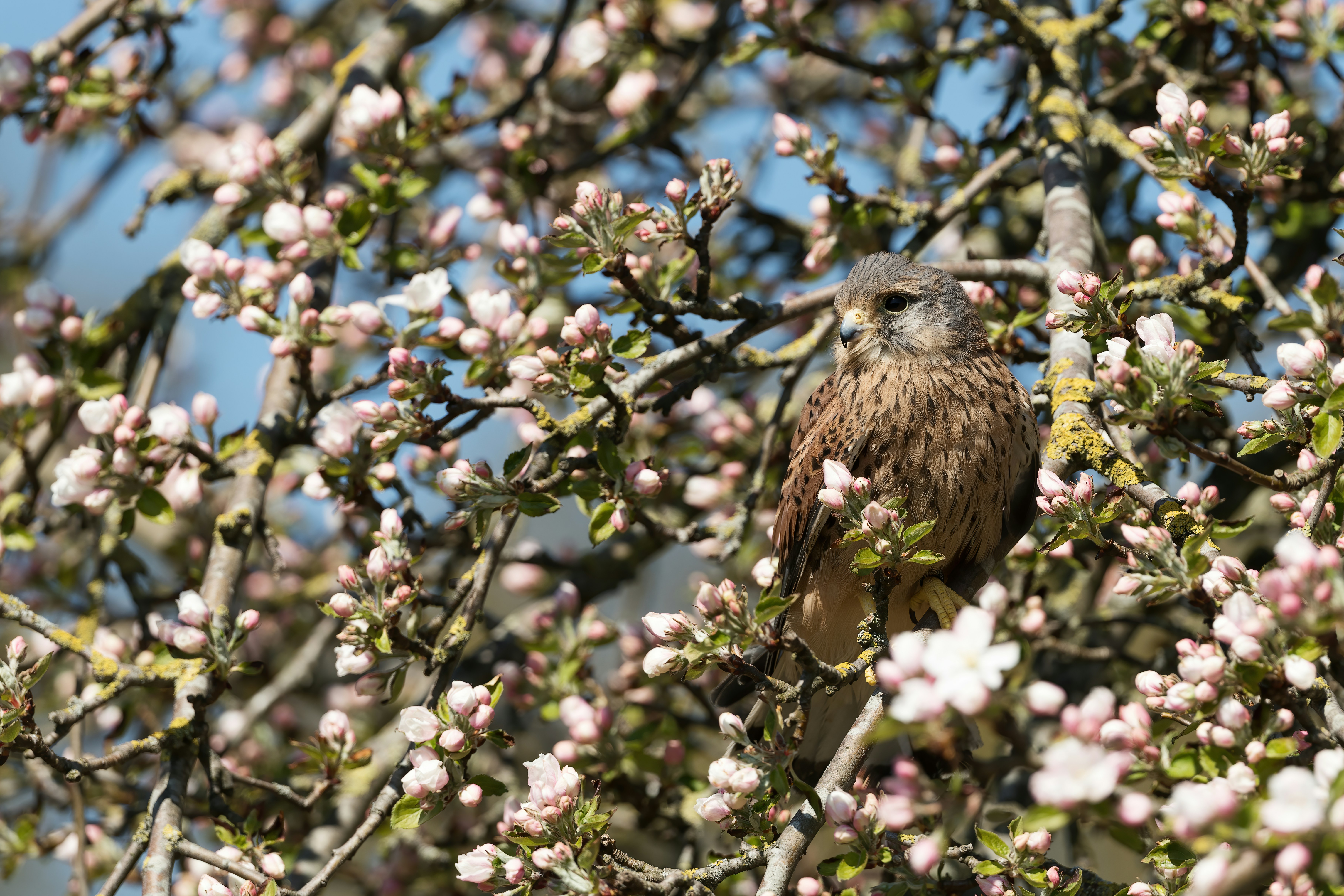Kestrel perched among blooming branches, showcasing the beauty of springtime wildlife. The delicate pink flowers frame the bird elegantly.