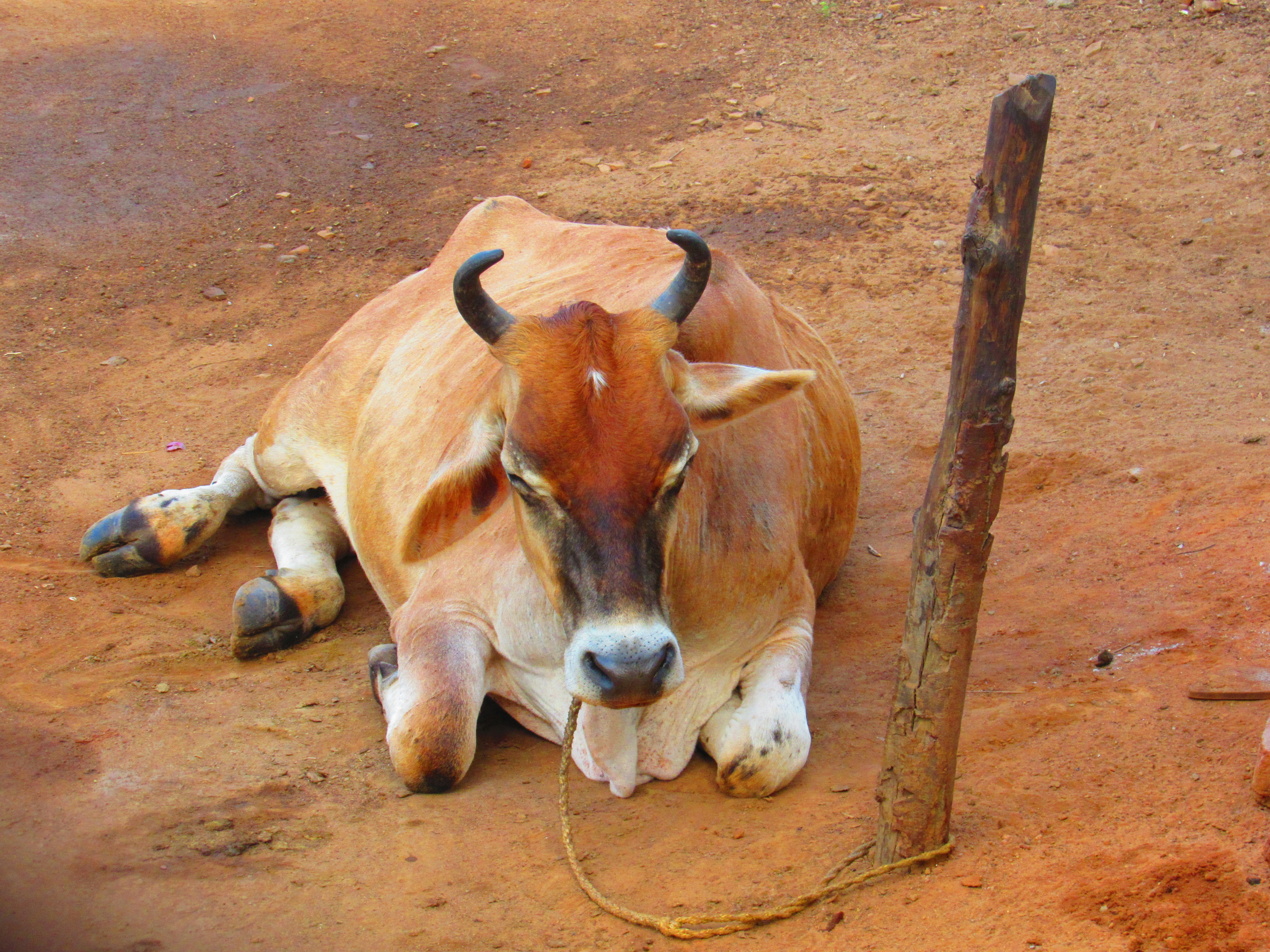 Brown cow lounges on sunbaked orange dirt, tethered to a weathered wooden post with a rope.