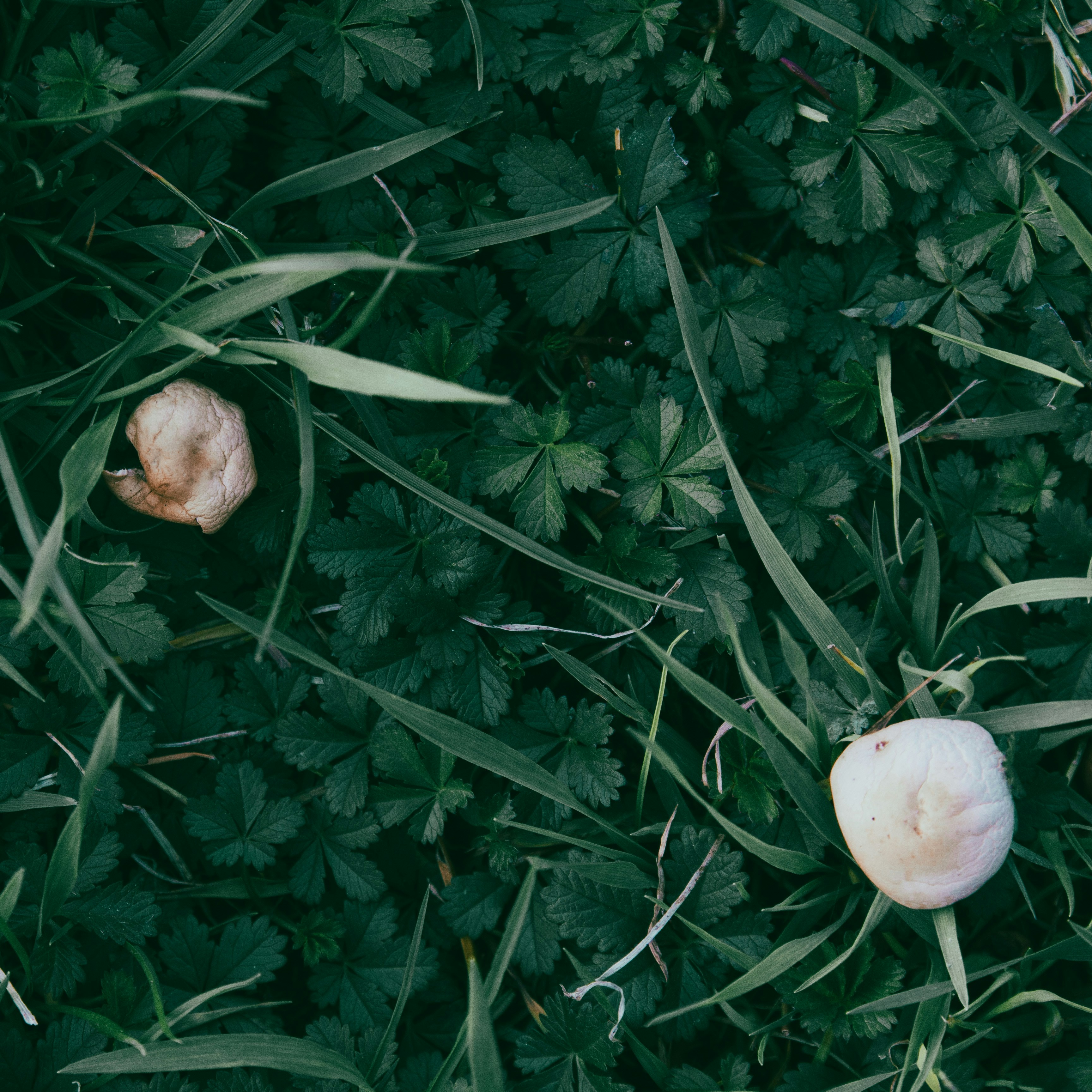 Two White Mushrooms Nestle in a Sea of Green Understory