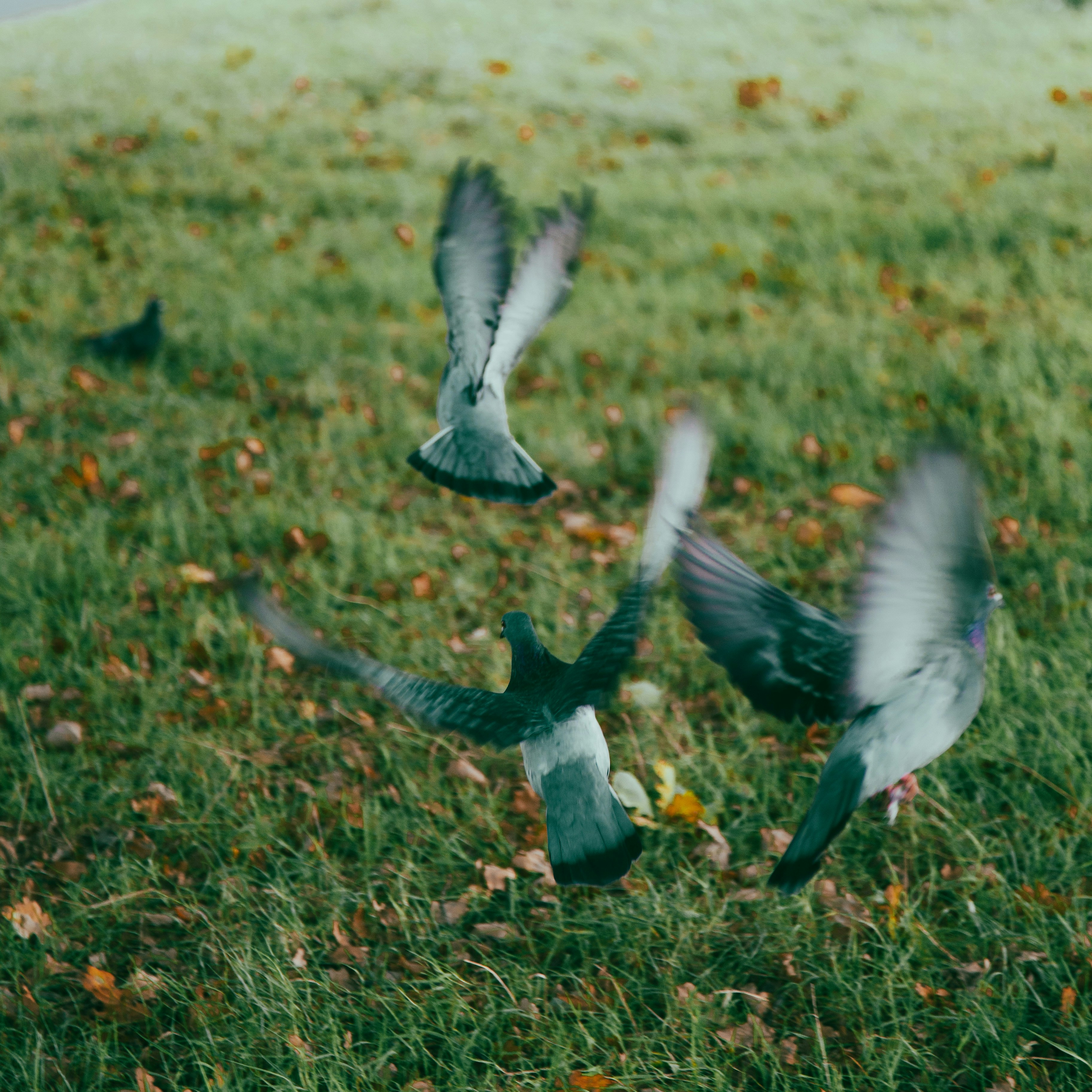 Autumn Aerials: Pigeons Break into Flight Over a Leaf-Strewn Field