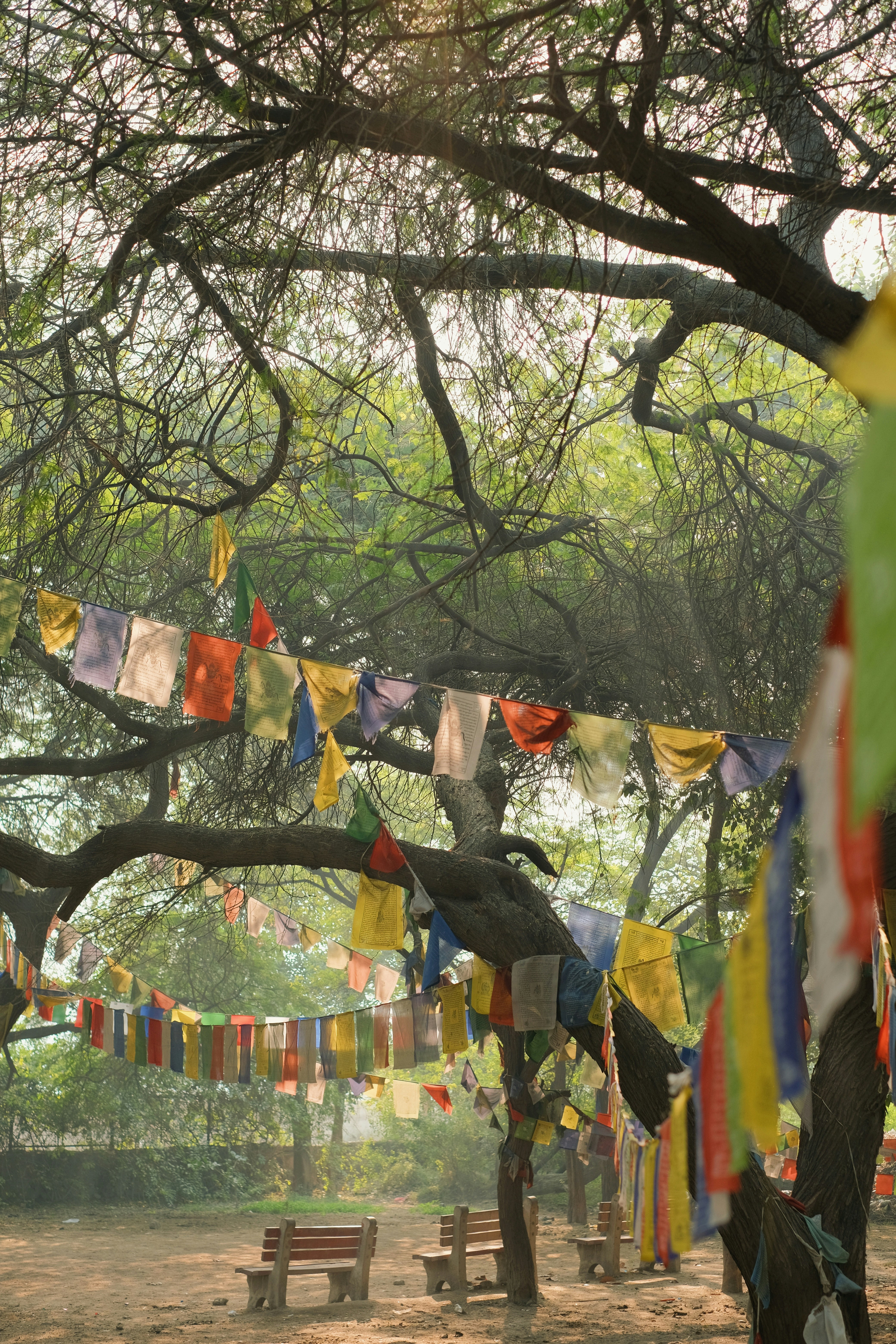 A group of colorful flags hanging from a tree photo – Free Majnu ka ...