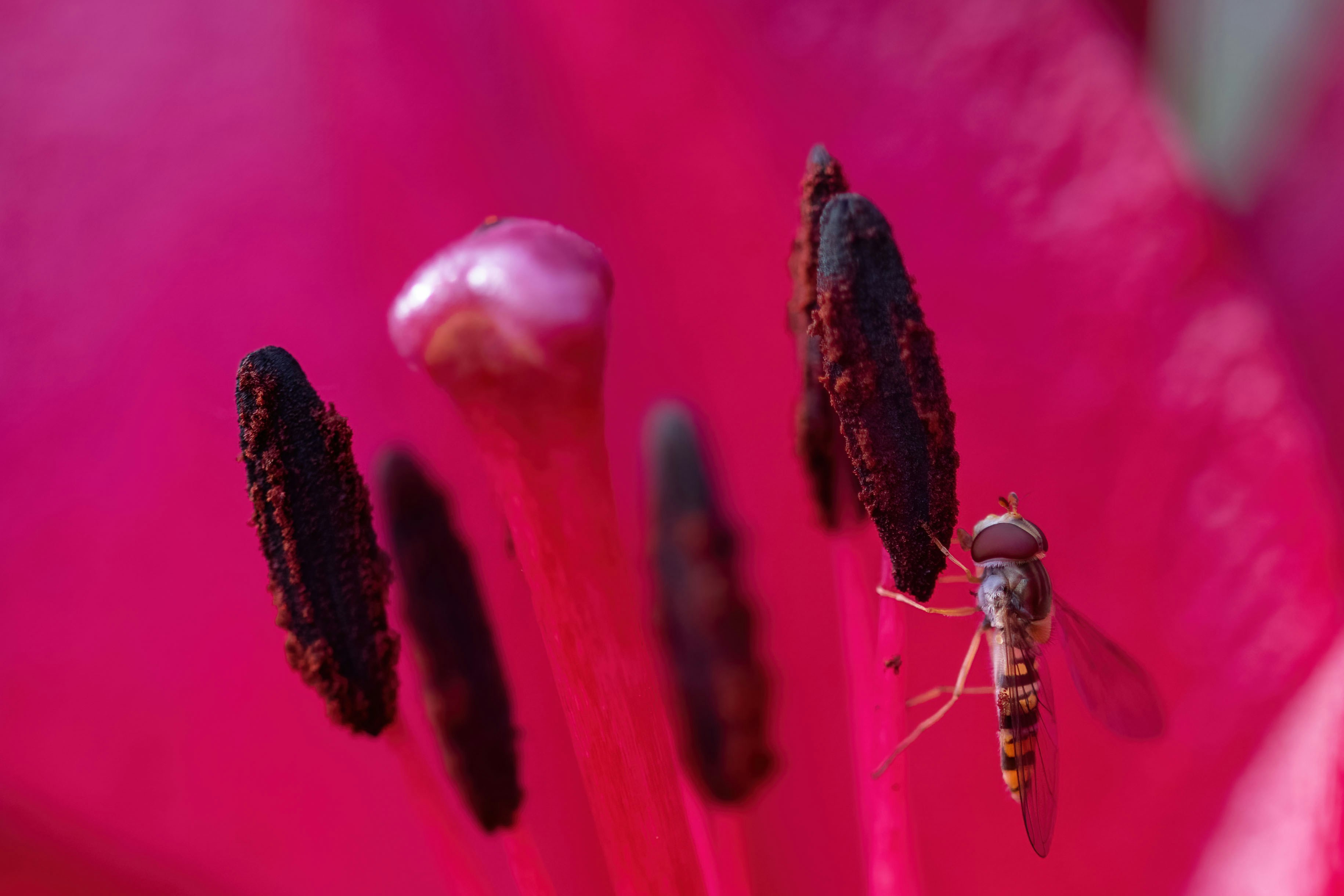 A close-up view of a hoverfly resting on the stamens of a vibrant pink flower, showcasing intricate details of both the insect and the floral structure.