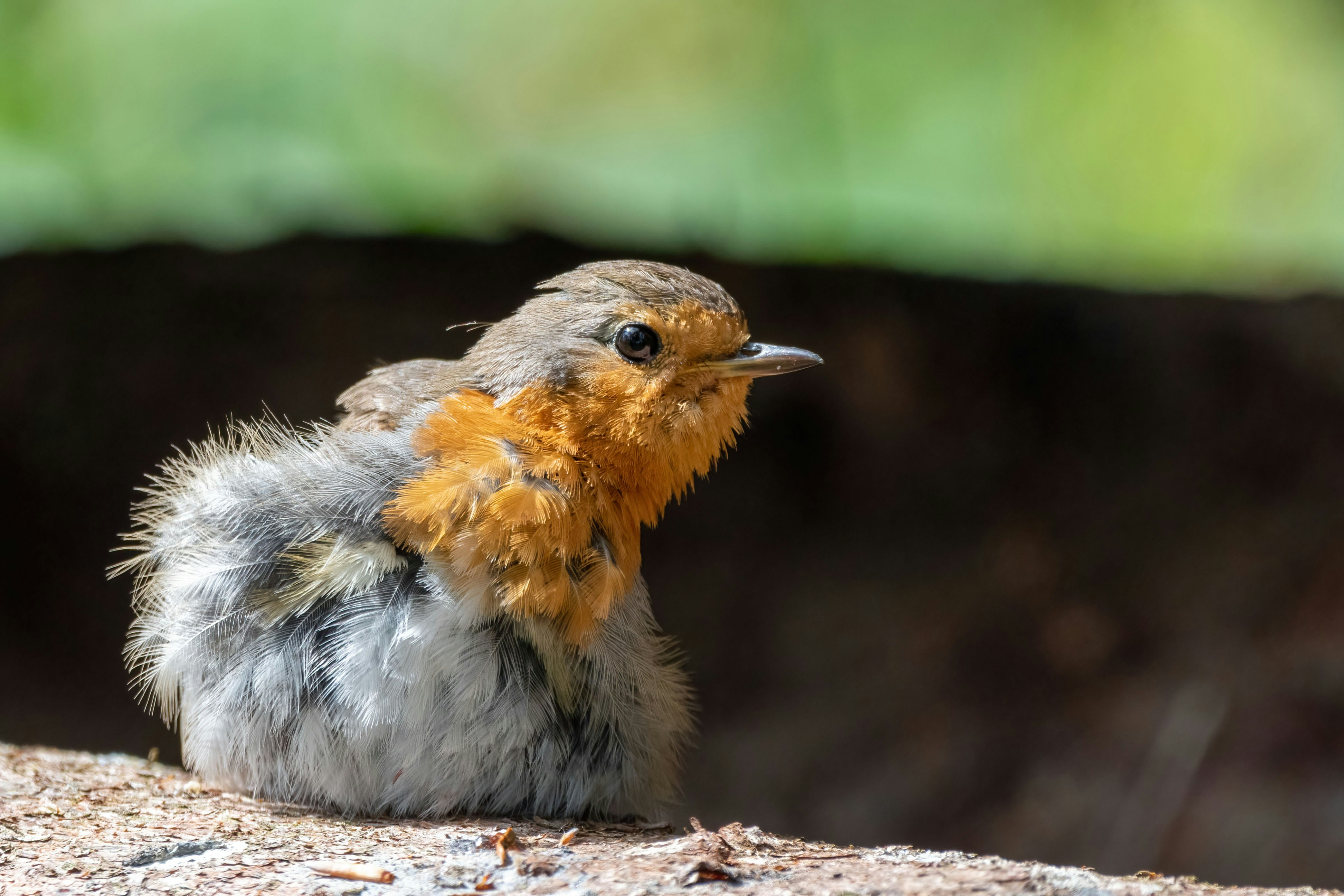 Ember-throated Pause: A Juvenile Robin Resting on Sunlit Bark
