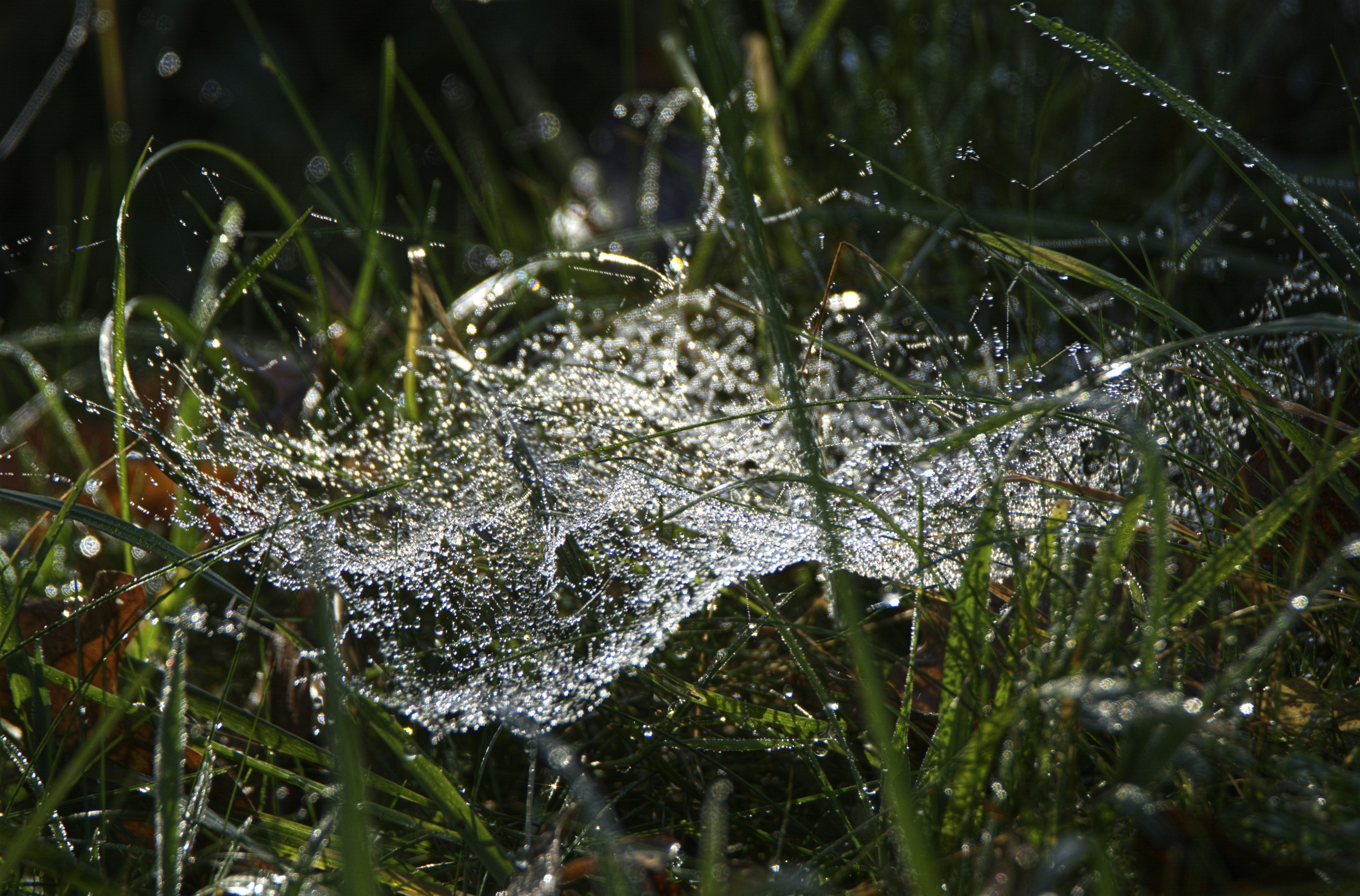 Dew-kissed Web Between Grass Blades at First Light