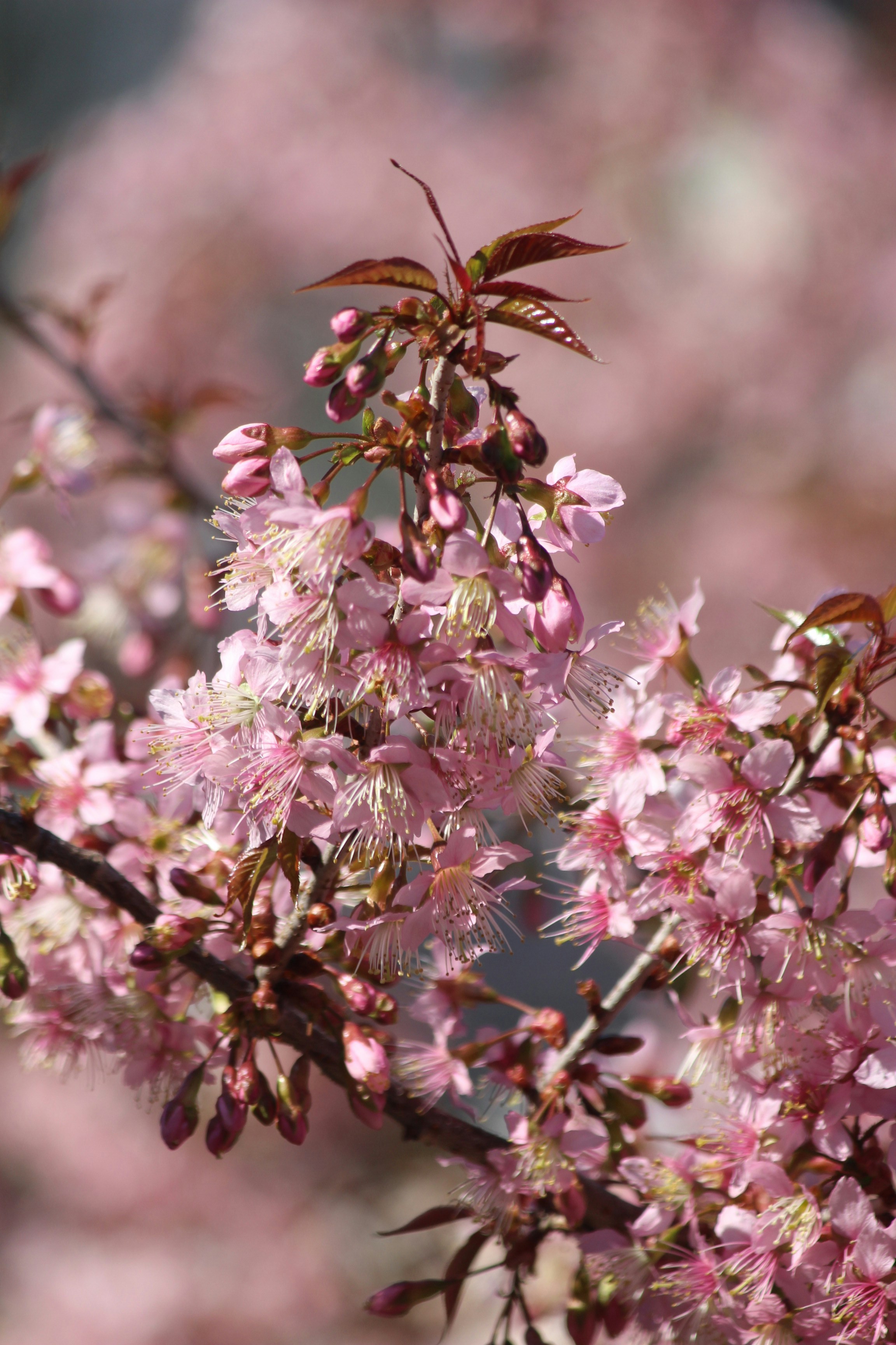 Close-Up Sakura: Delicate Pink Blossoms Framing a Quiet Spring Afternoon