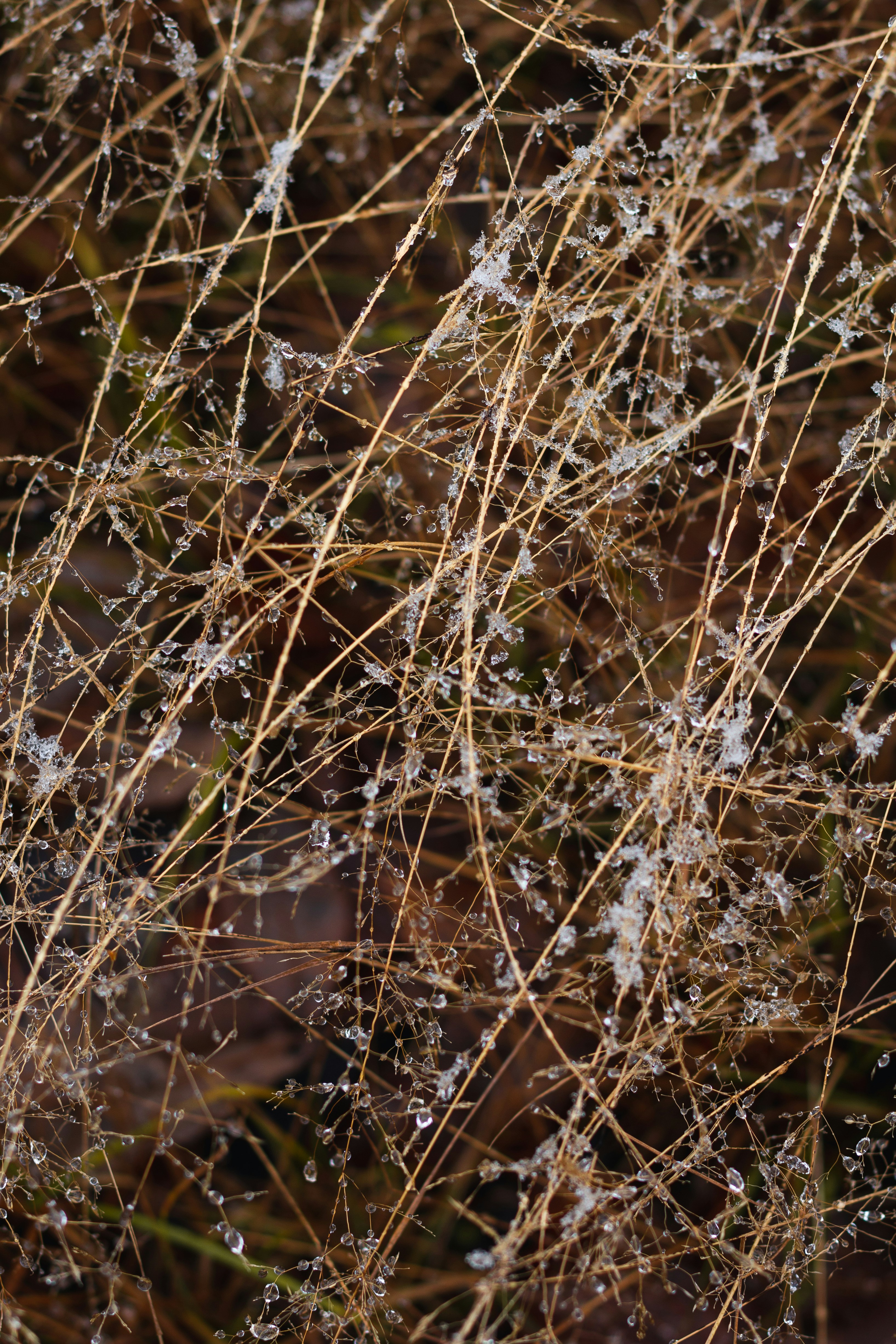 Winter Lace: Frost Adorns a Tangled Grass Web