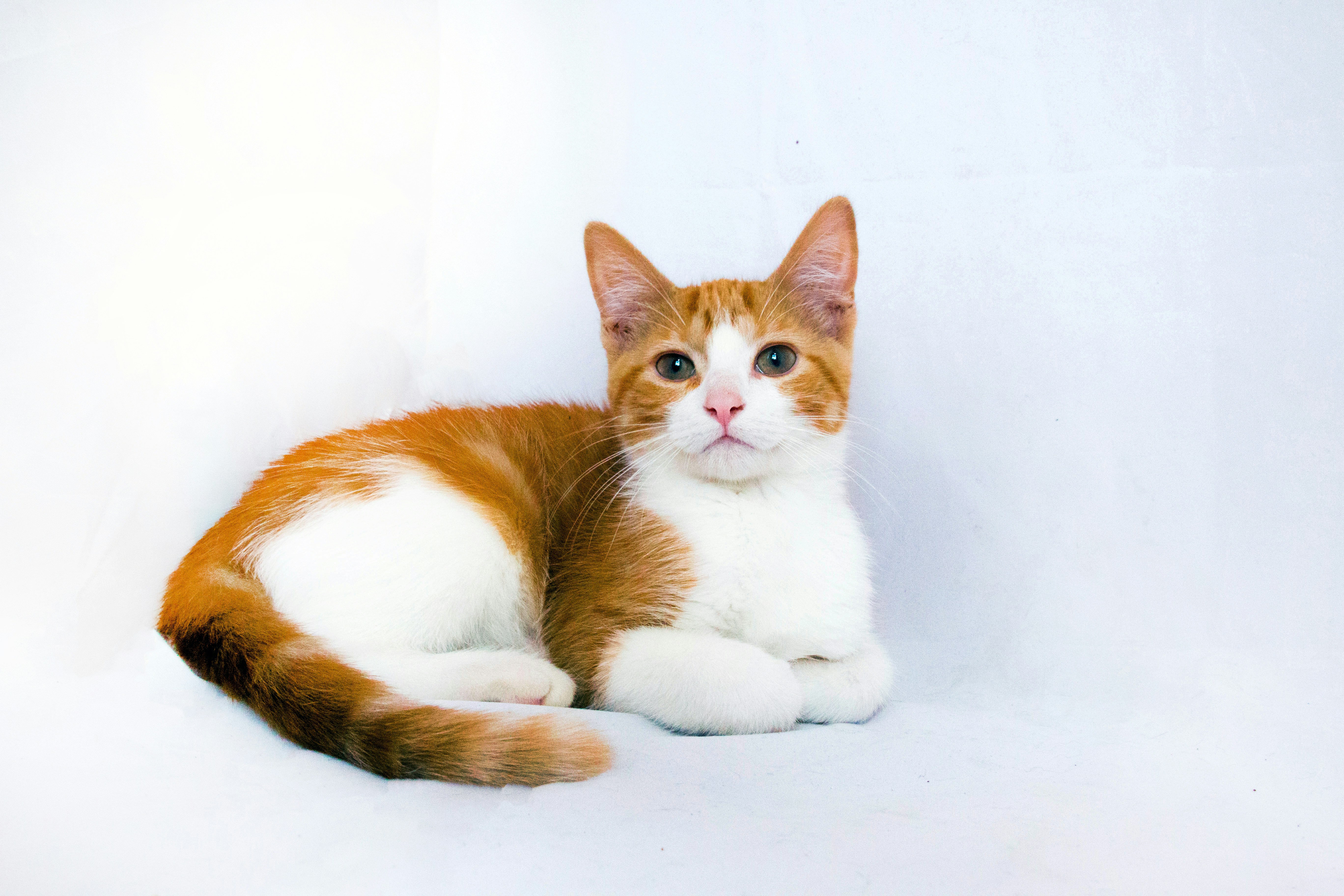 Orange and white cat lounging calmly on a soft, white background, showcasing its striking blue eyes and relaxed demeanor.