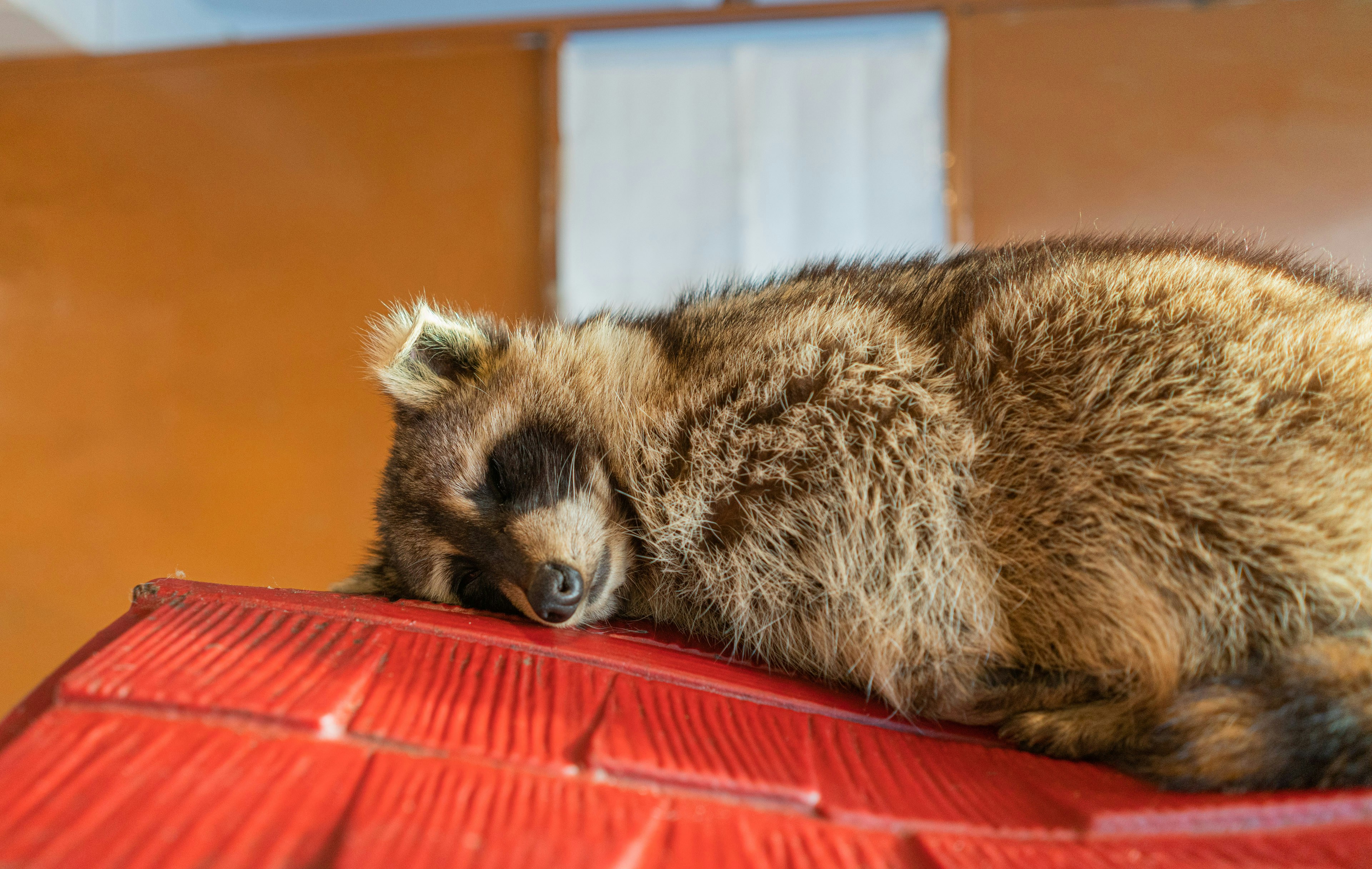 Raccoon's Quiet Siesta on a Crimson Rooftop