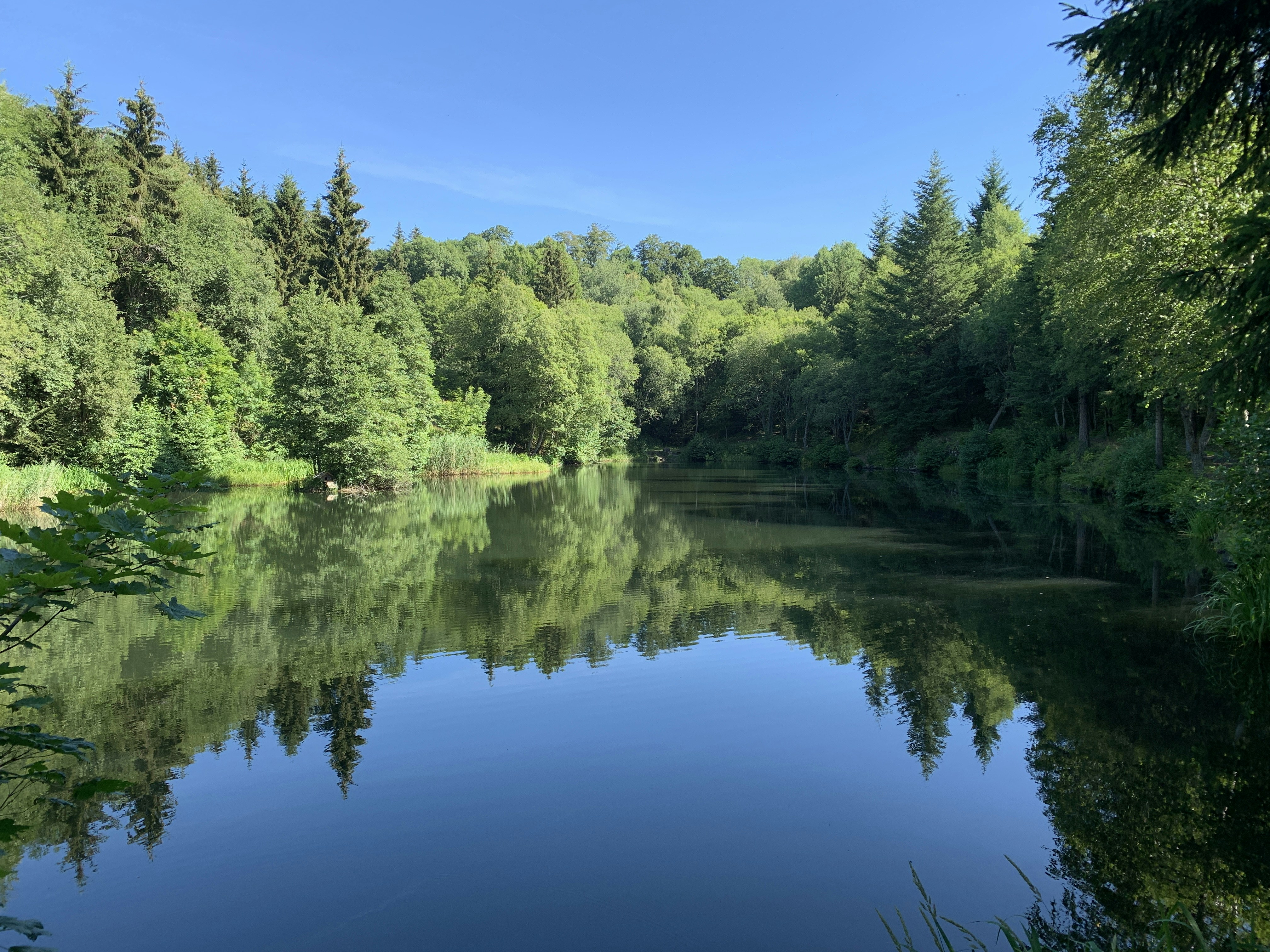 Tranquil lake surrounded by dense greenery, reflecting the clear blue sky and trees. A peaceful natural setting invites contemplation.