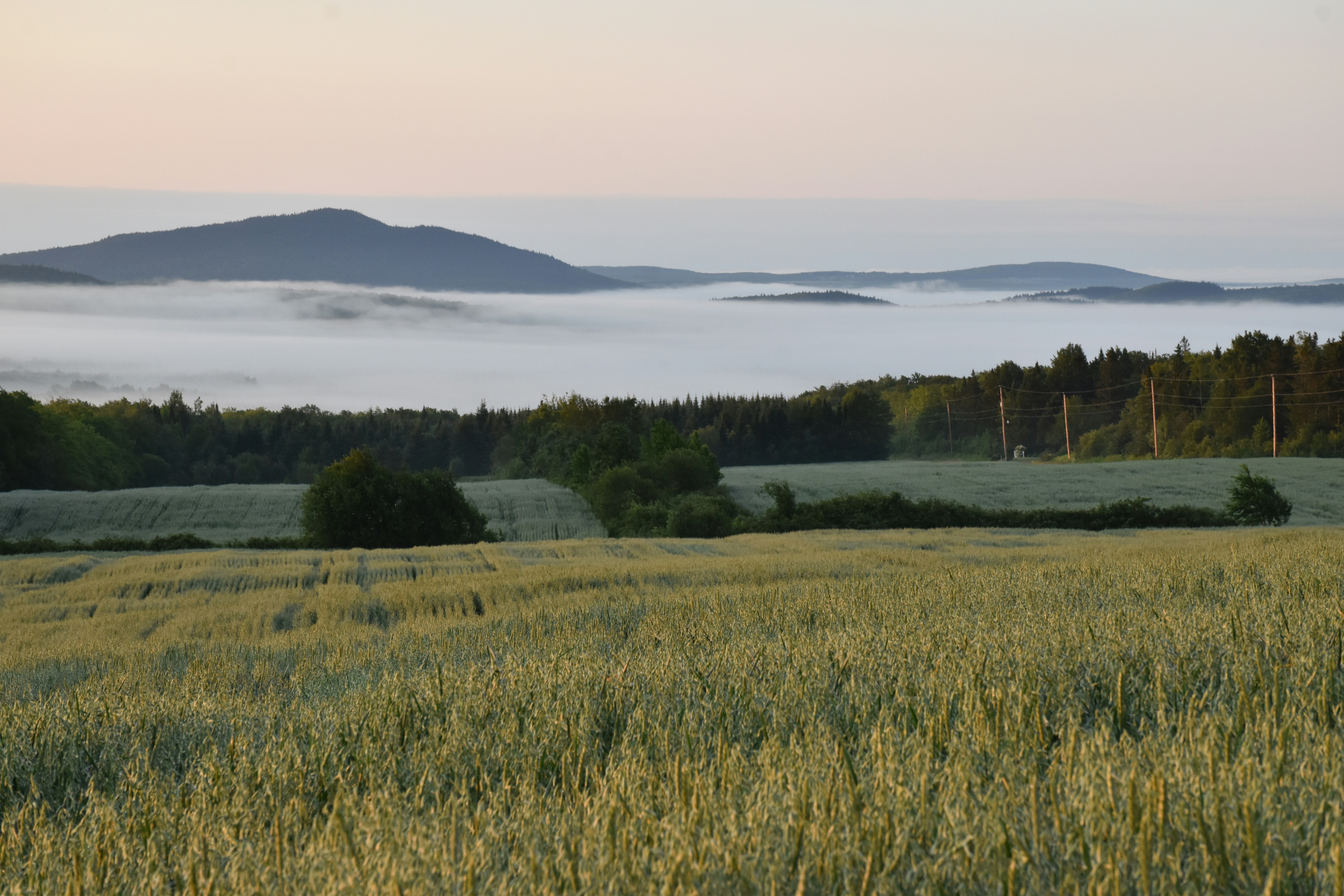 Mist on the Horizon: Dawn Light over a Gold Field and Quiet Hills
