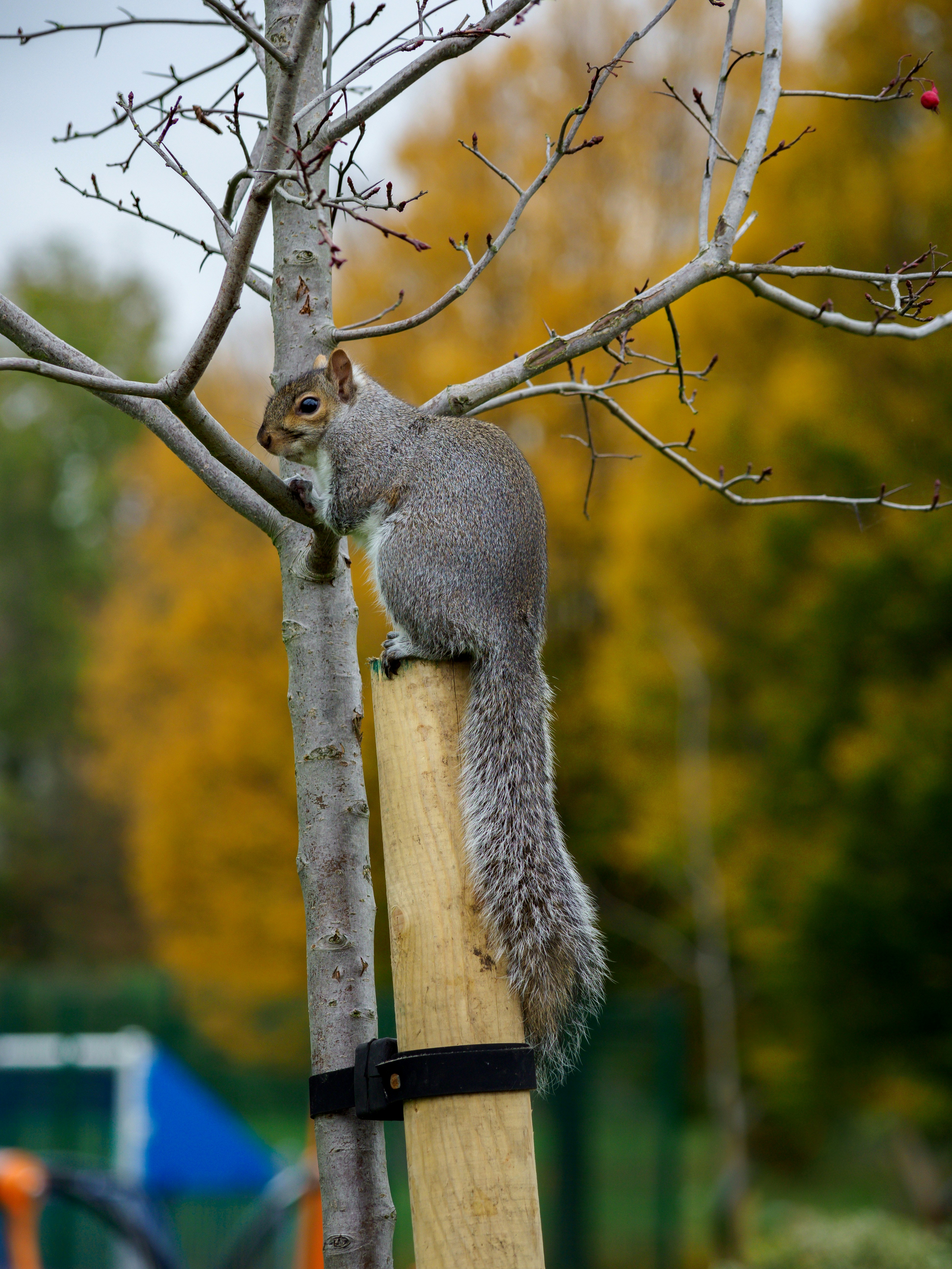 A gray squirrel perched on a wooden post beside a tree, surrounded by autumn foliage. The scene captures the essence of nature in transition.