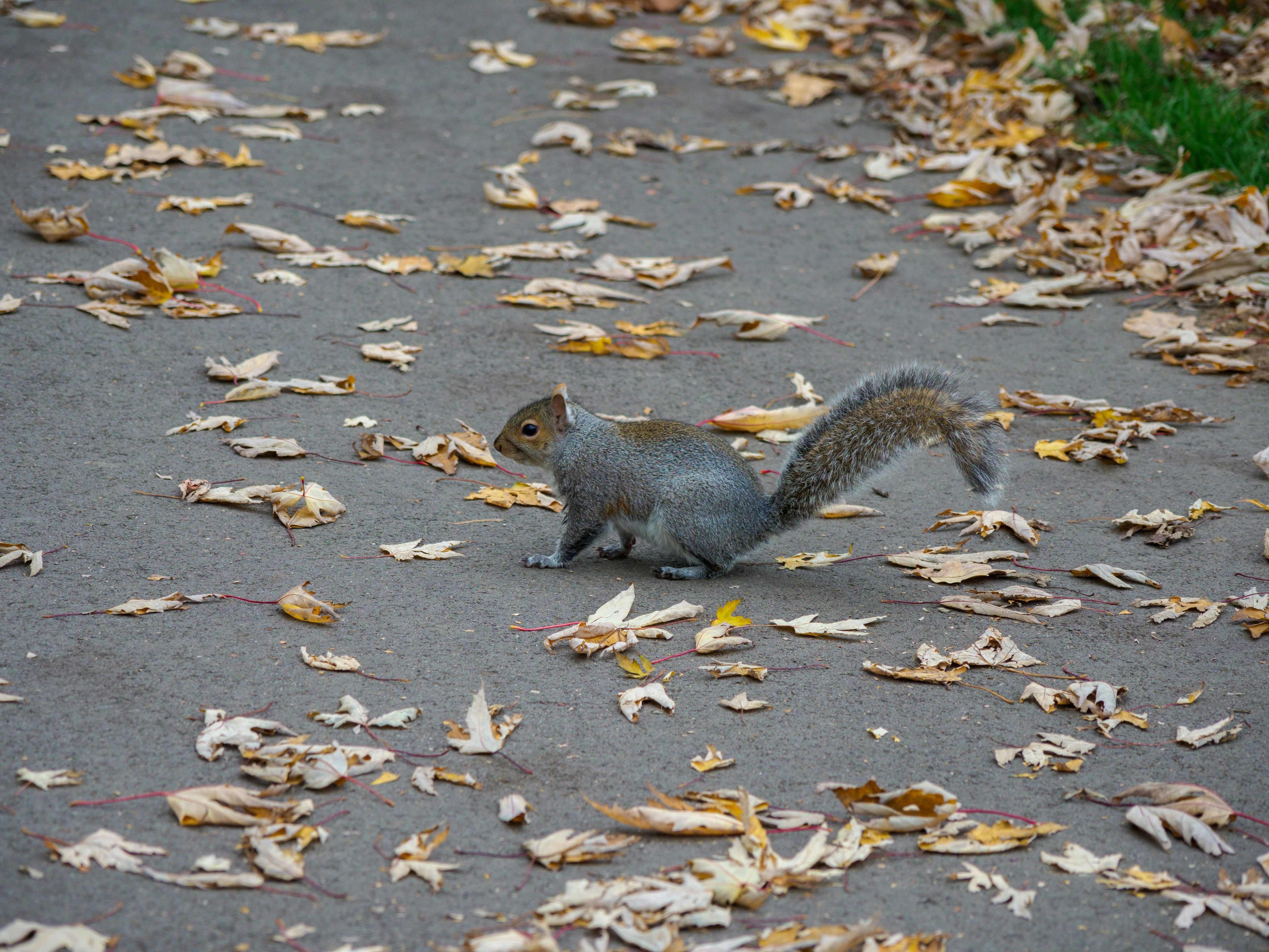 A gray squirrel scurrying across a leaf-strewn path in an autumn setting.