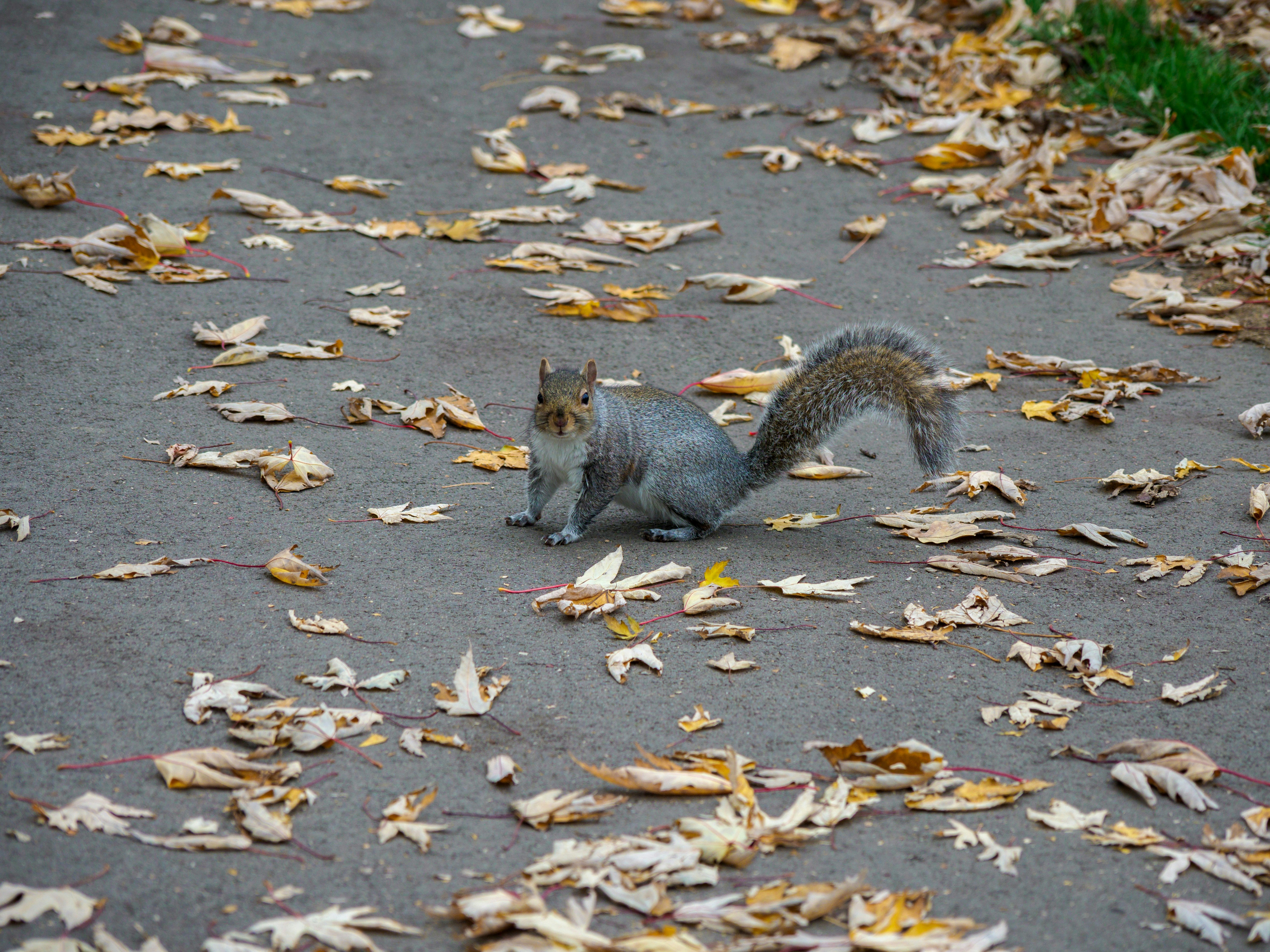 A gray squirrel pauses amidst a carpet of fallen leaves on a tranquil path.