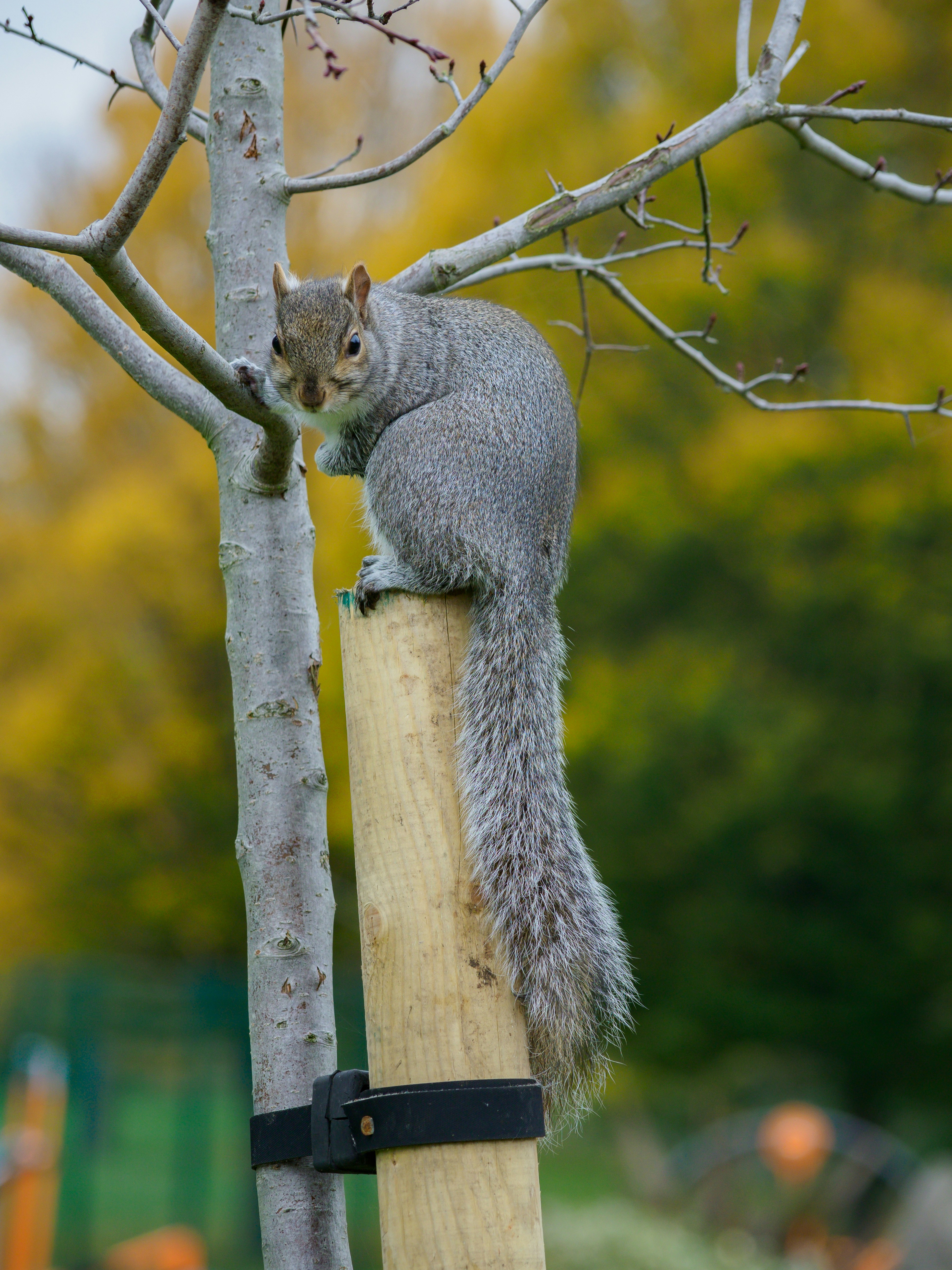 High Perch: A Grey Squirrel Pauses on a Timber Post