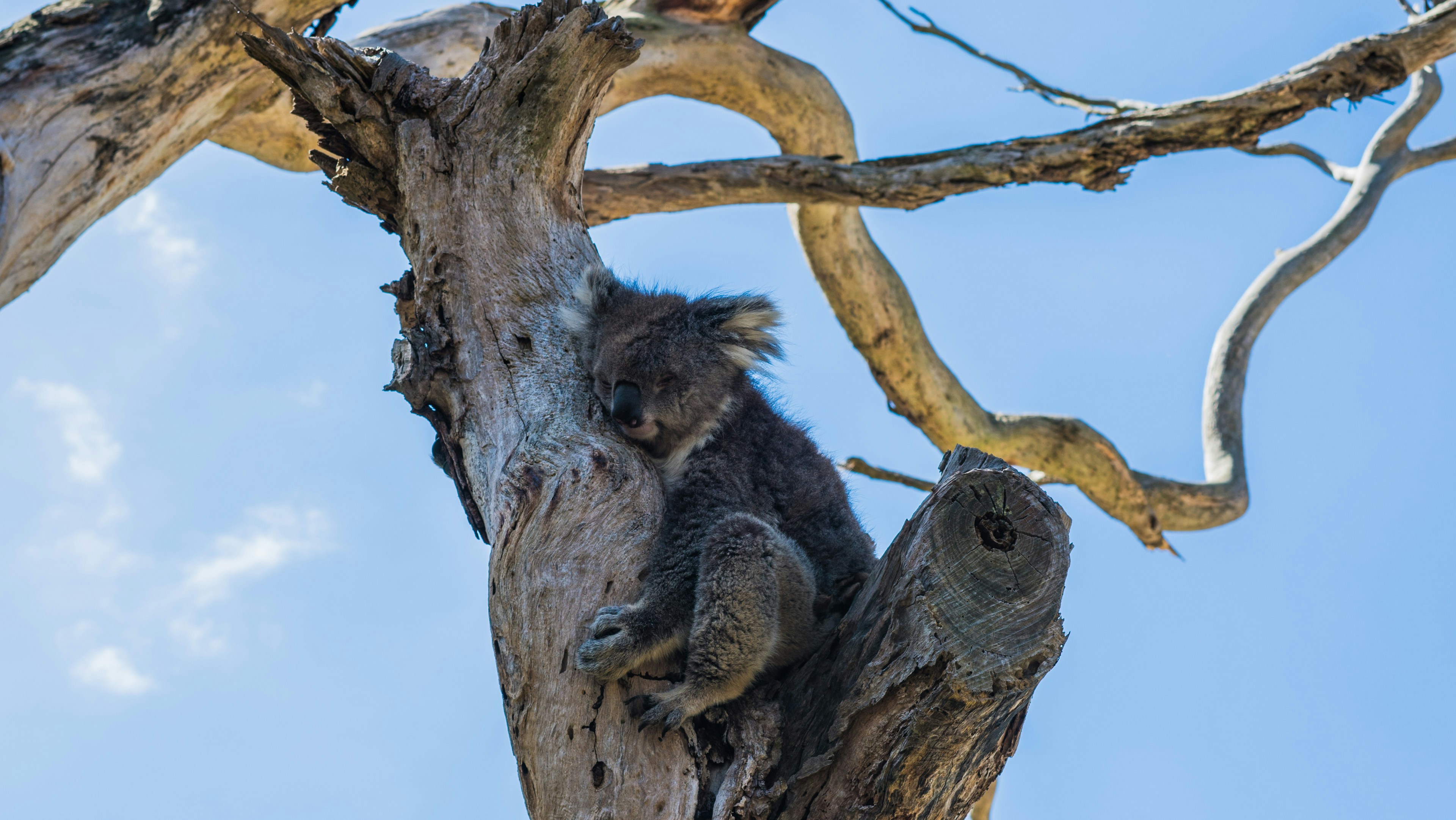Sunlit Pause: A Koala Dozes in a Gnarled Branch