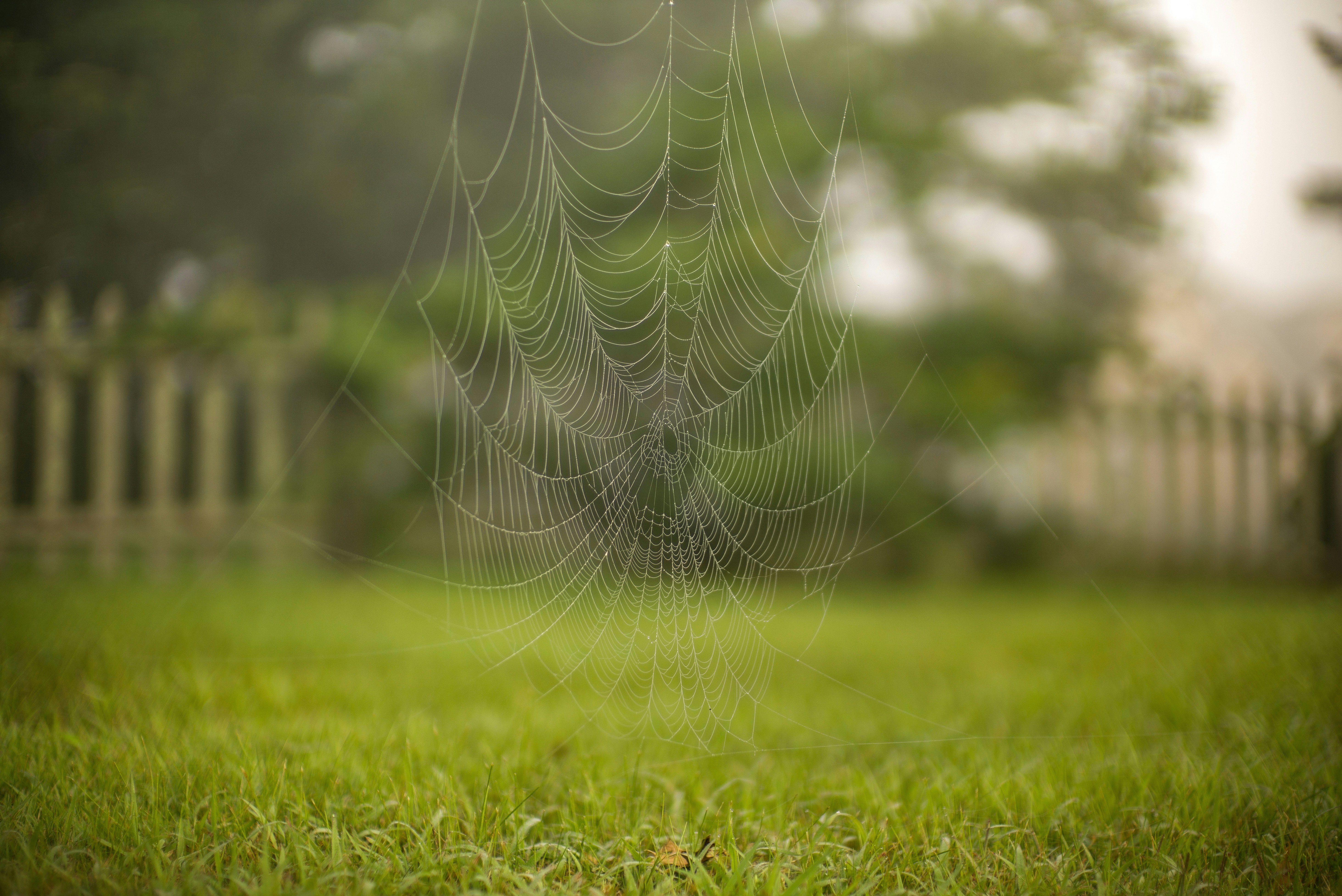 Intricate spider web glistening in a foggy garden, framed by a blurred wooden fence and lush greenery.